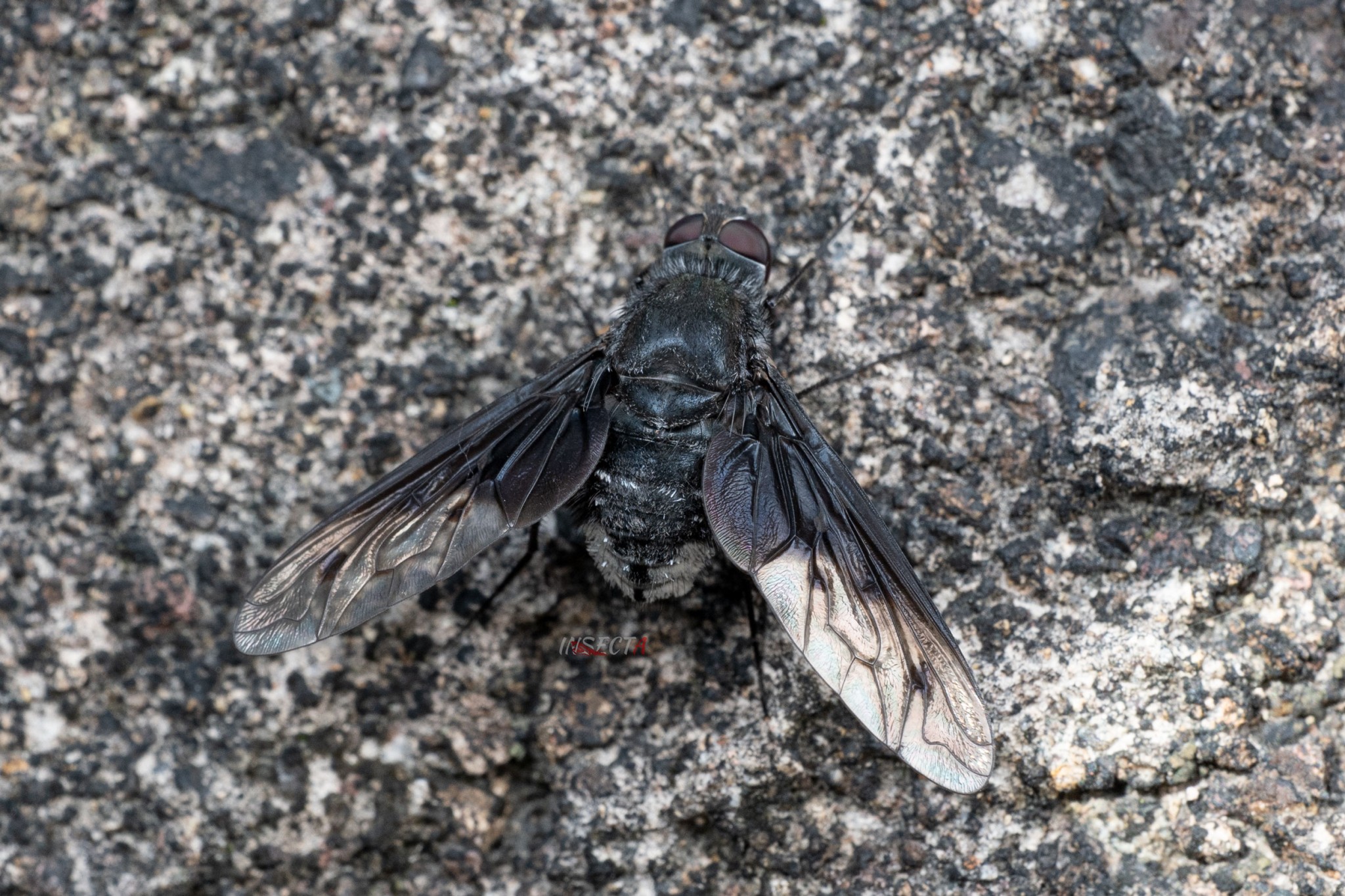 岩蜂虻属 Anthrax – IISDW