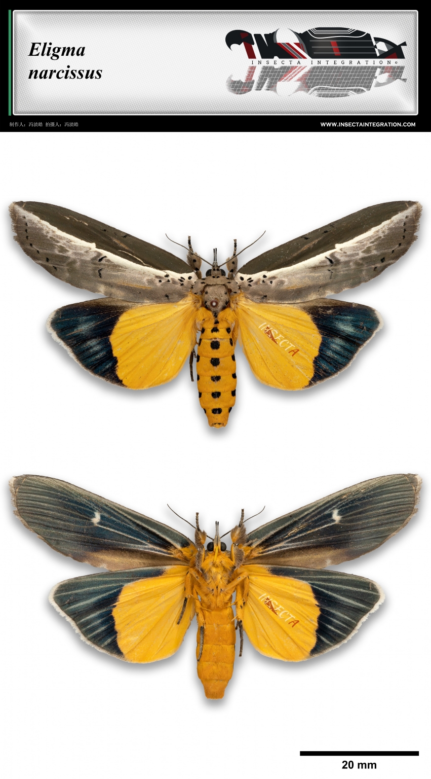 瘤蛾科 Nolidae – IISDW