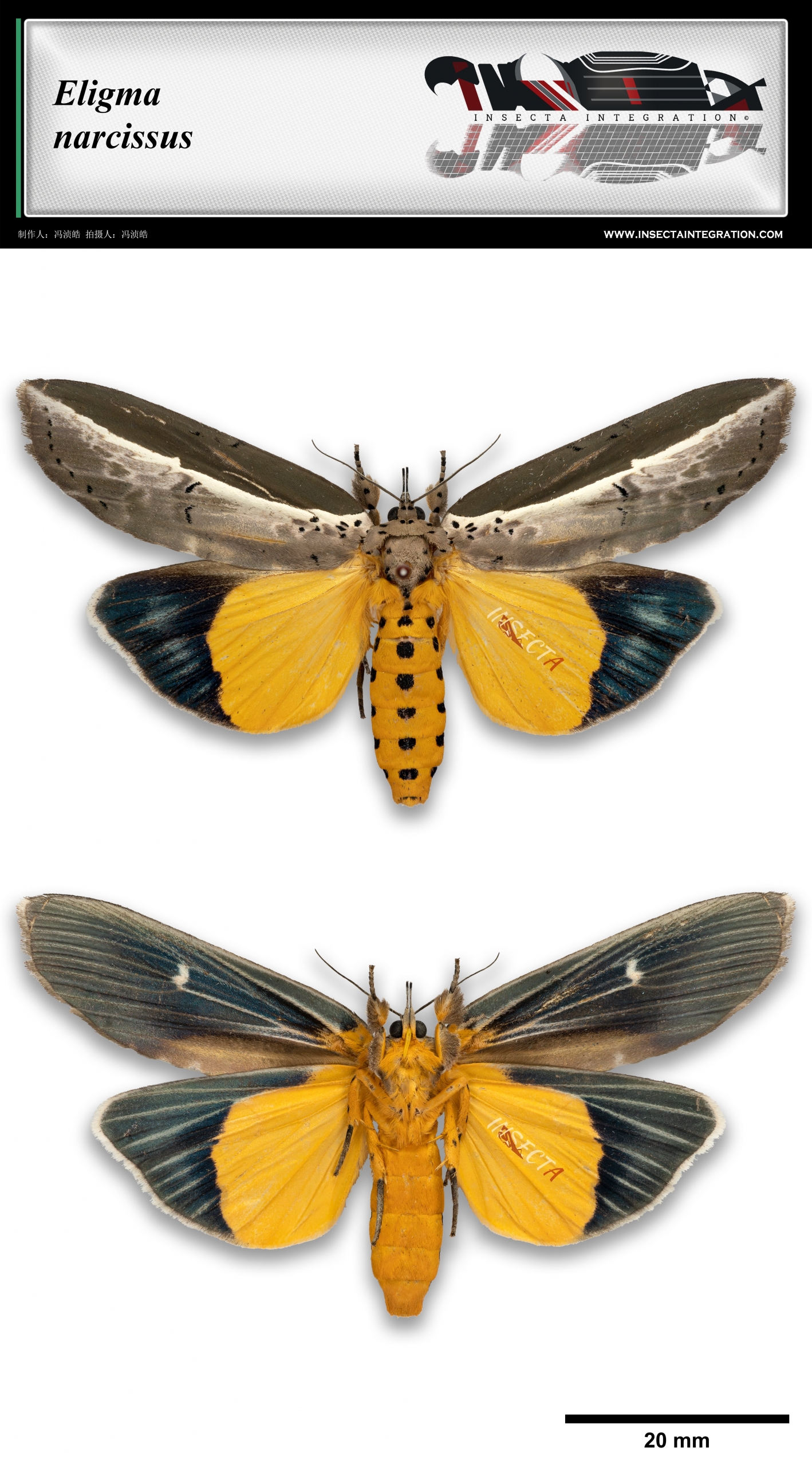 旋皮夜蛾 Eligma narcissus – IISDW