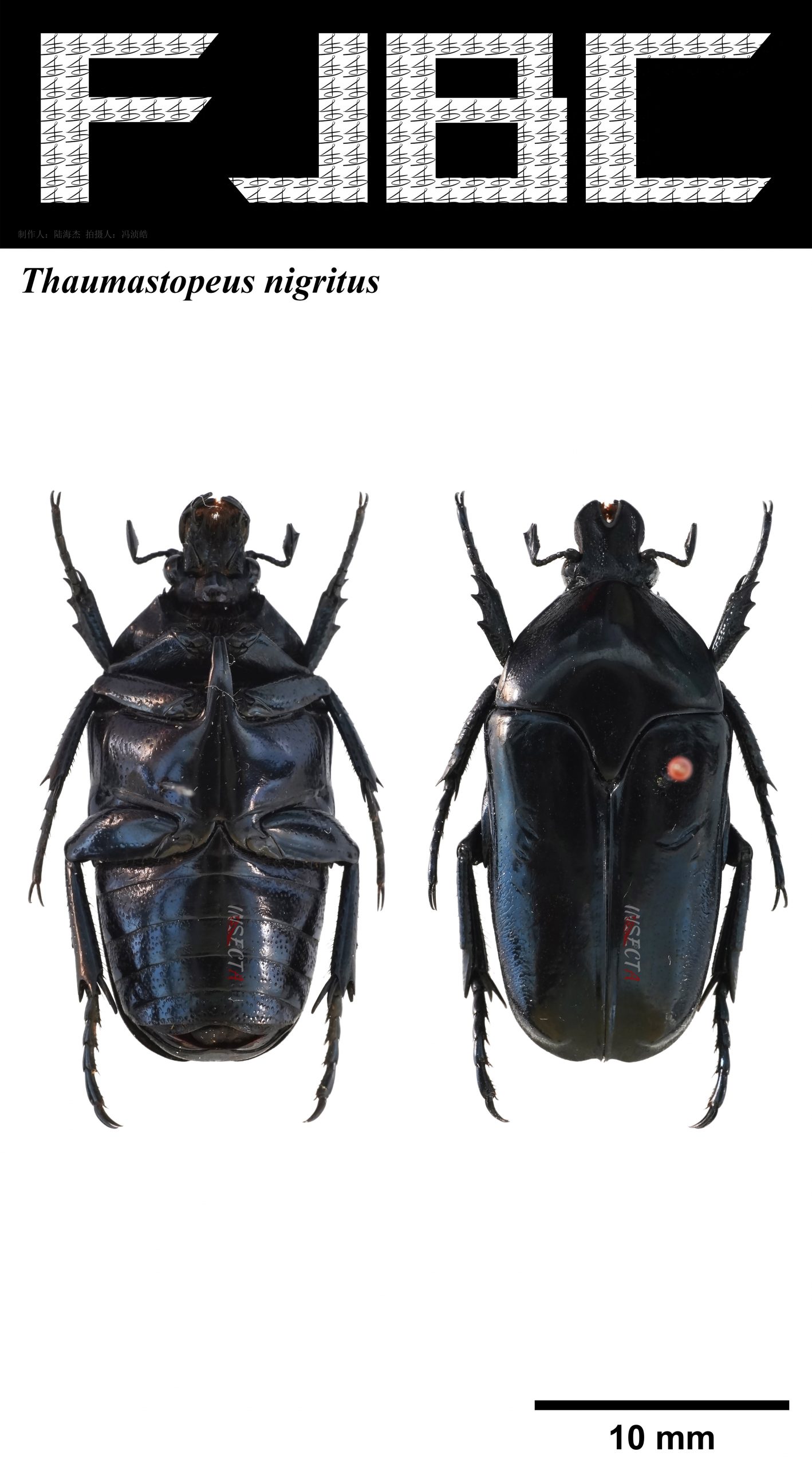 暗蓝异花金龟 Thaumastopeus nigritus – IISDW
