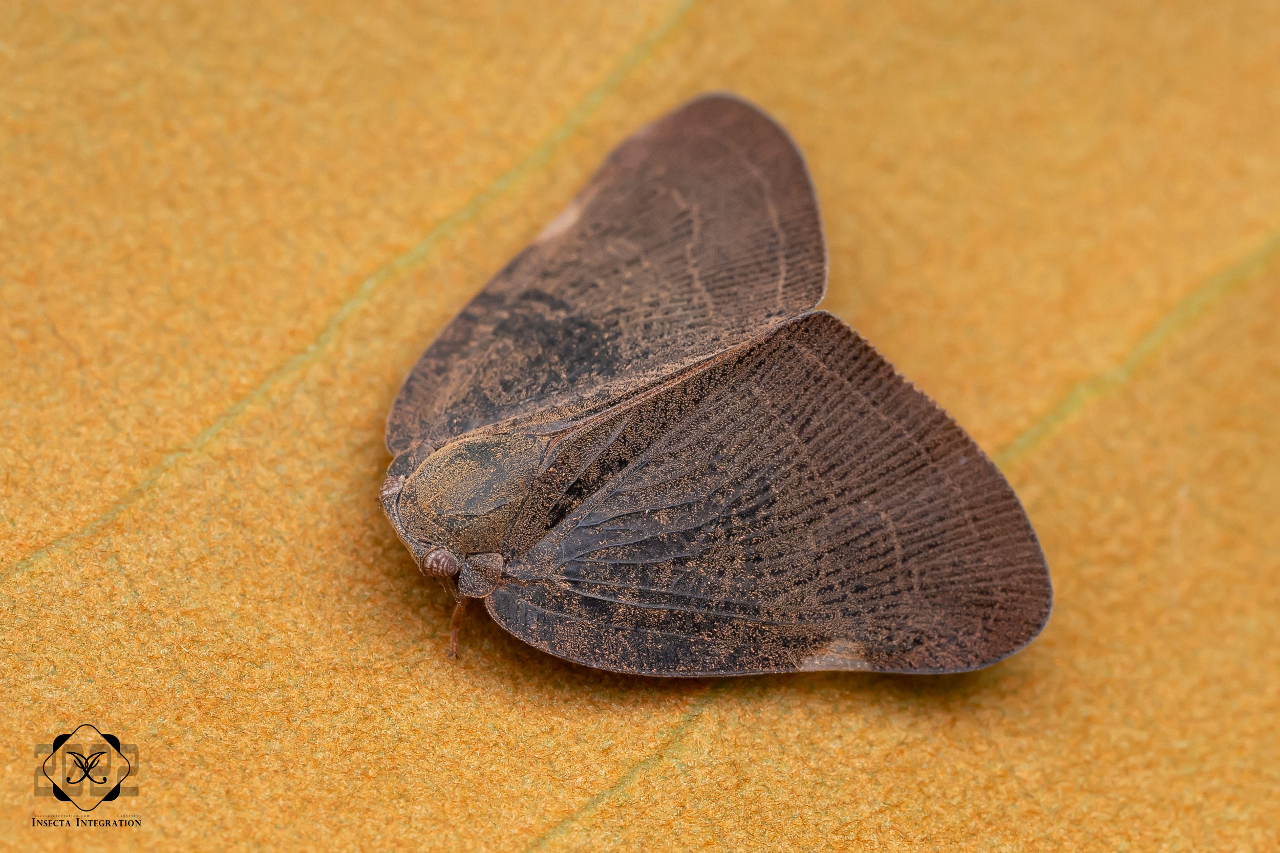 广翅蜡蝉科 Ricaniidae – IISDW