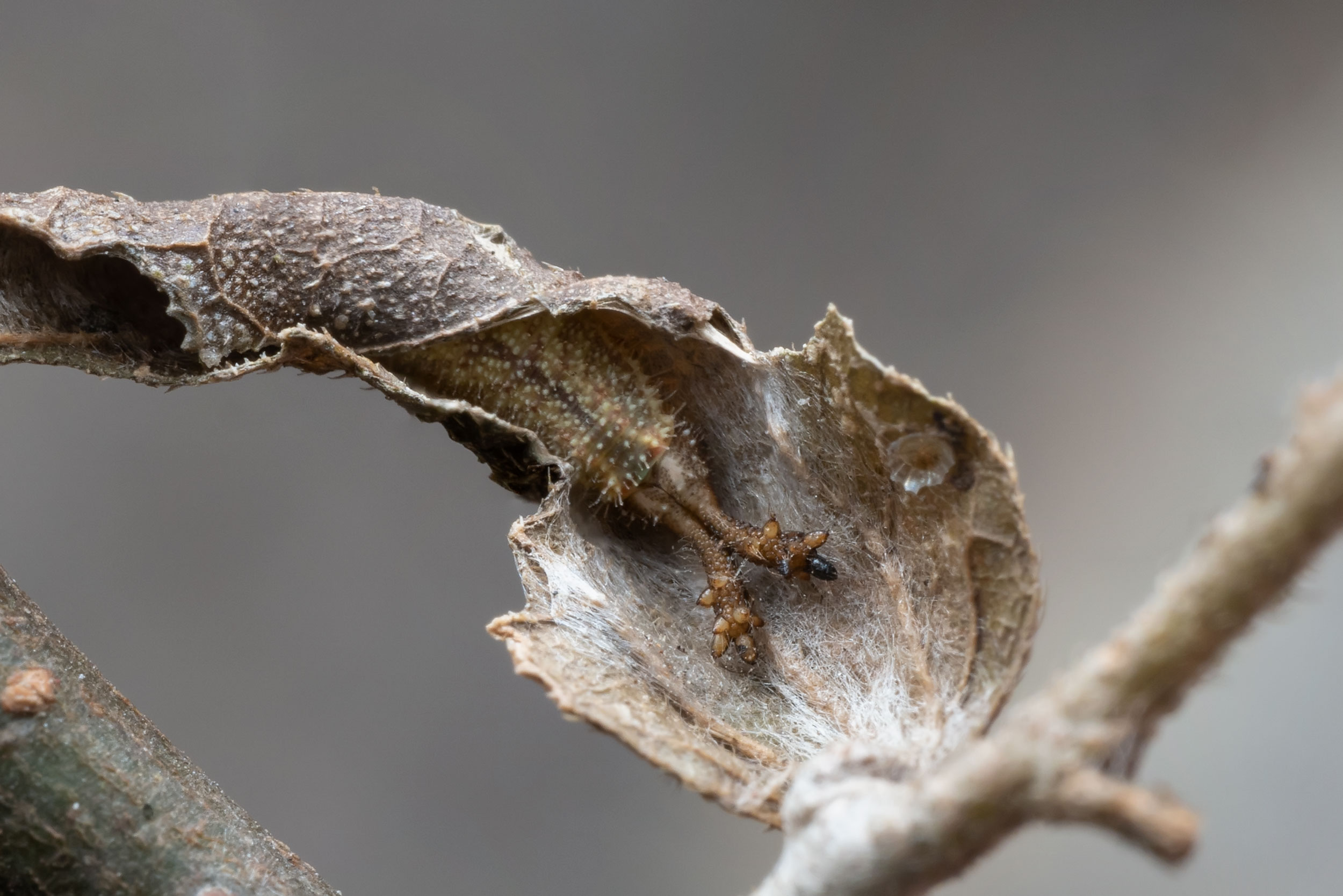 猫蛱蝶 Timelaea maculata – IISDW