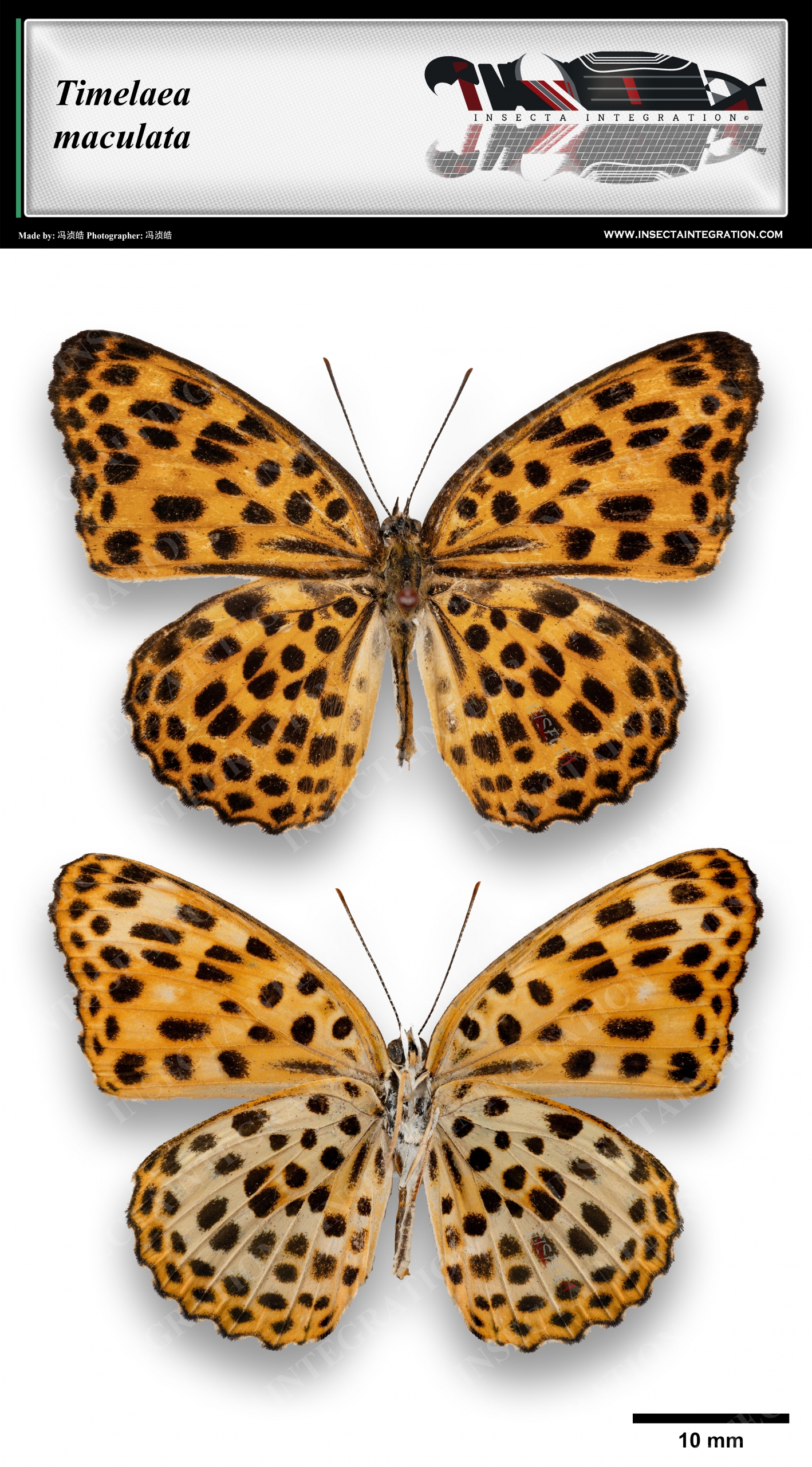 猫蛱蝶 Timelaea maculata – IISDW