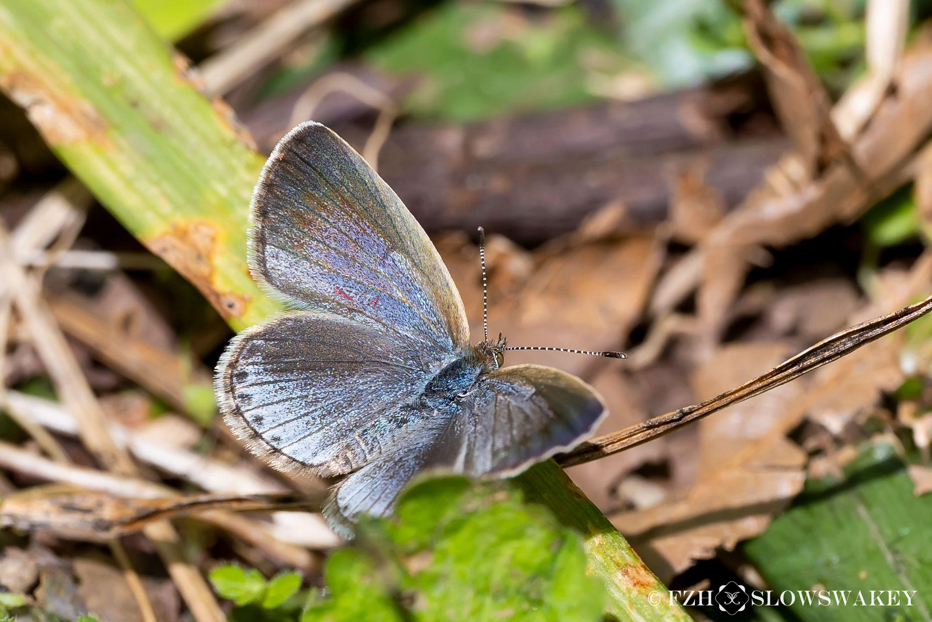 琉璃灰蝶 Celastrina argiolus – IISDW