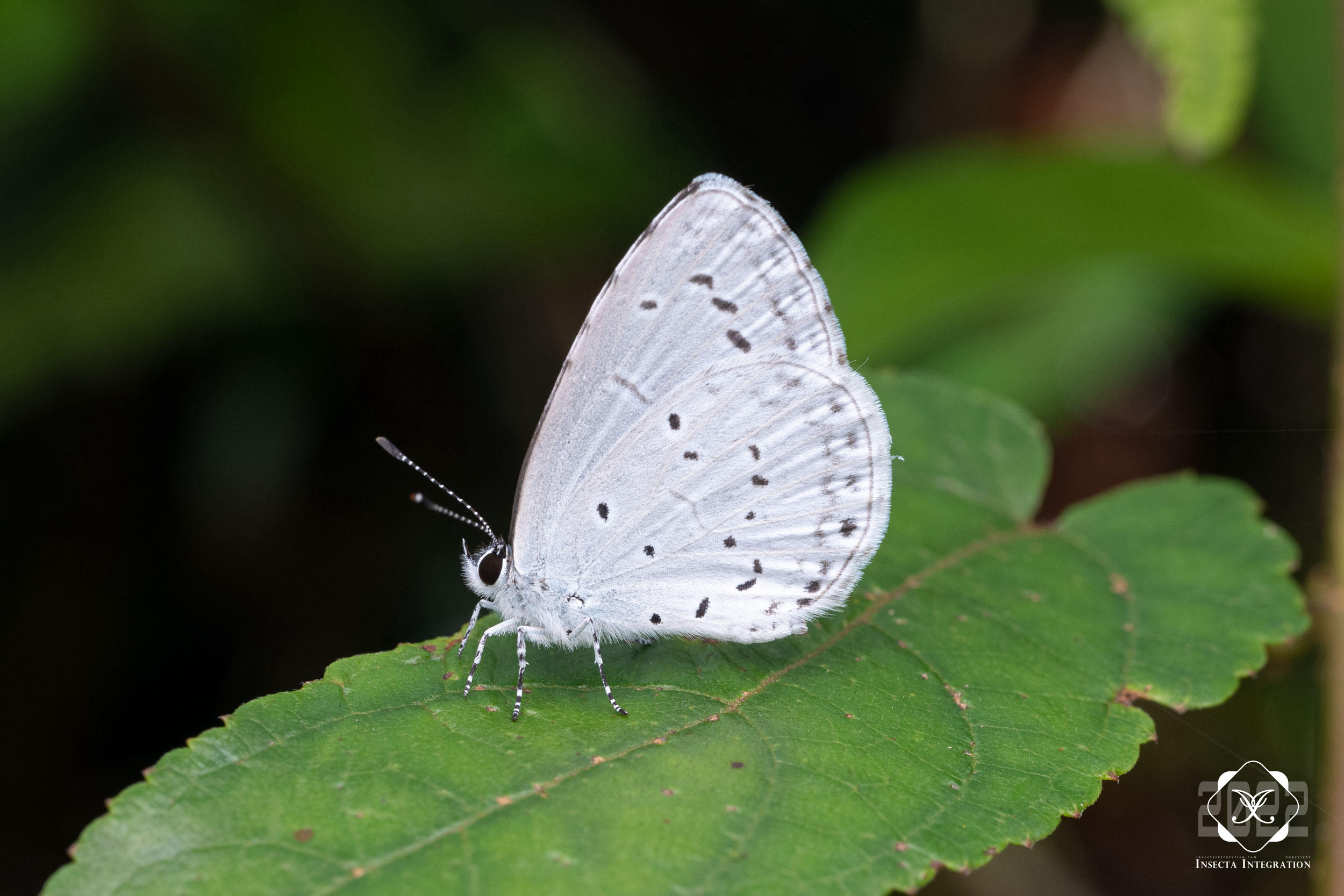 琉璃灰蝶 Celastrina argiolus – IISDW