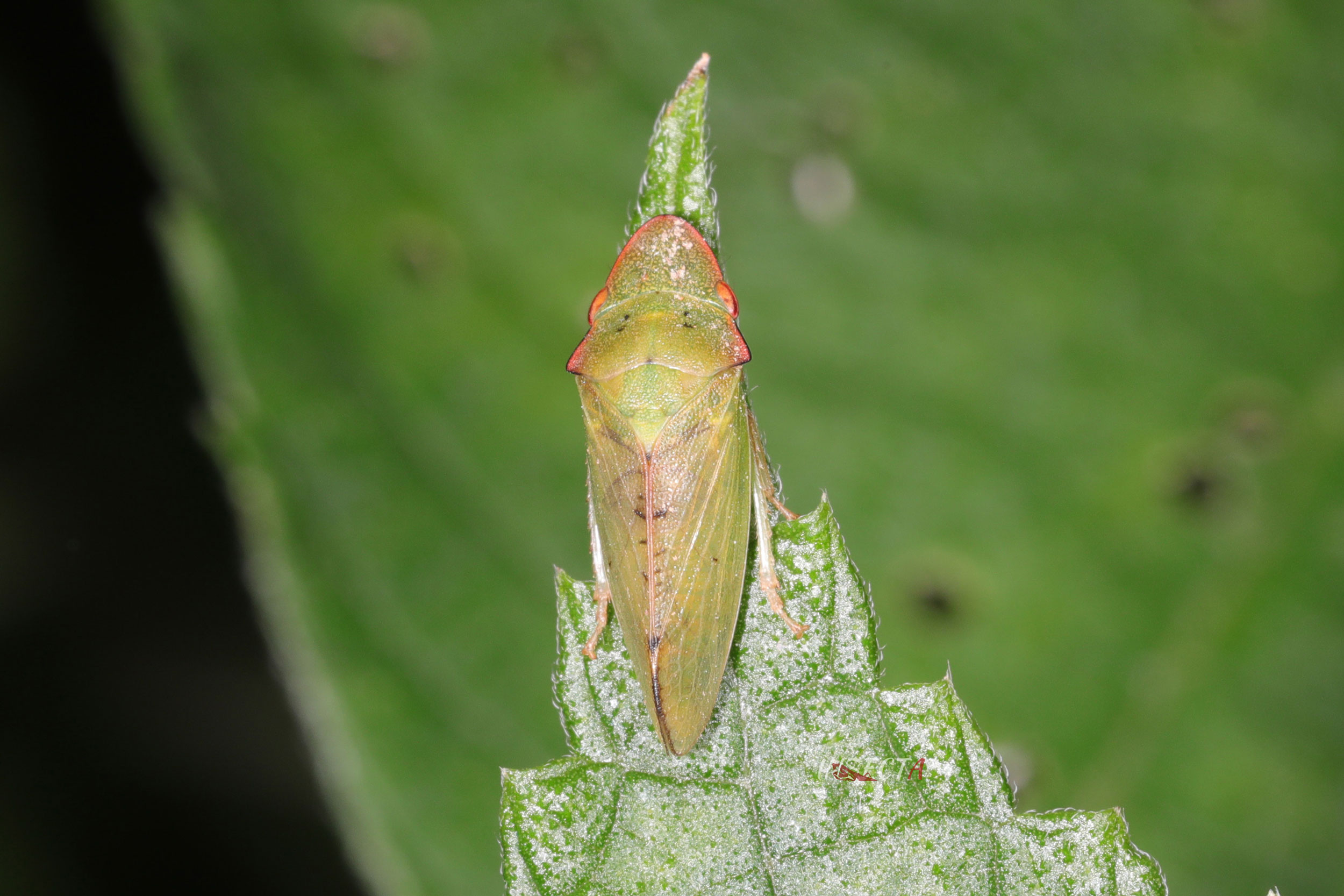 盾冠角胸叶蝉 Tituria clypeata – IISDW