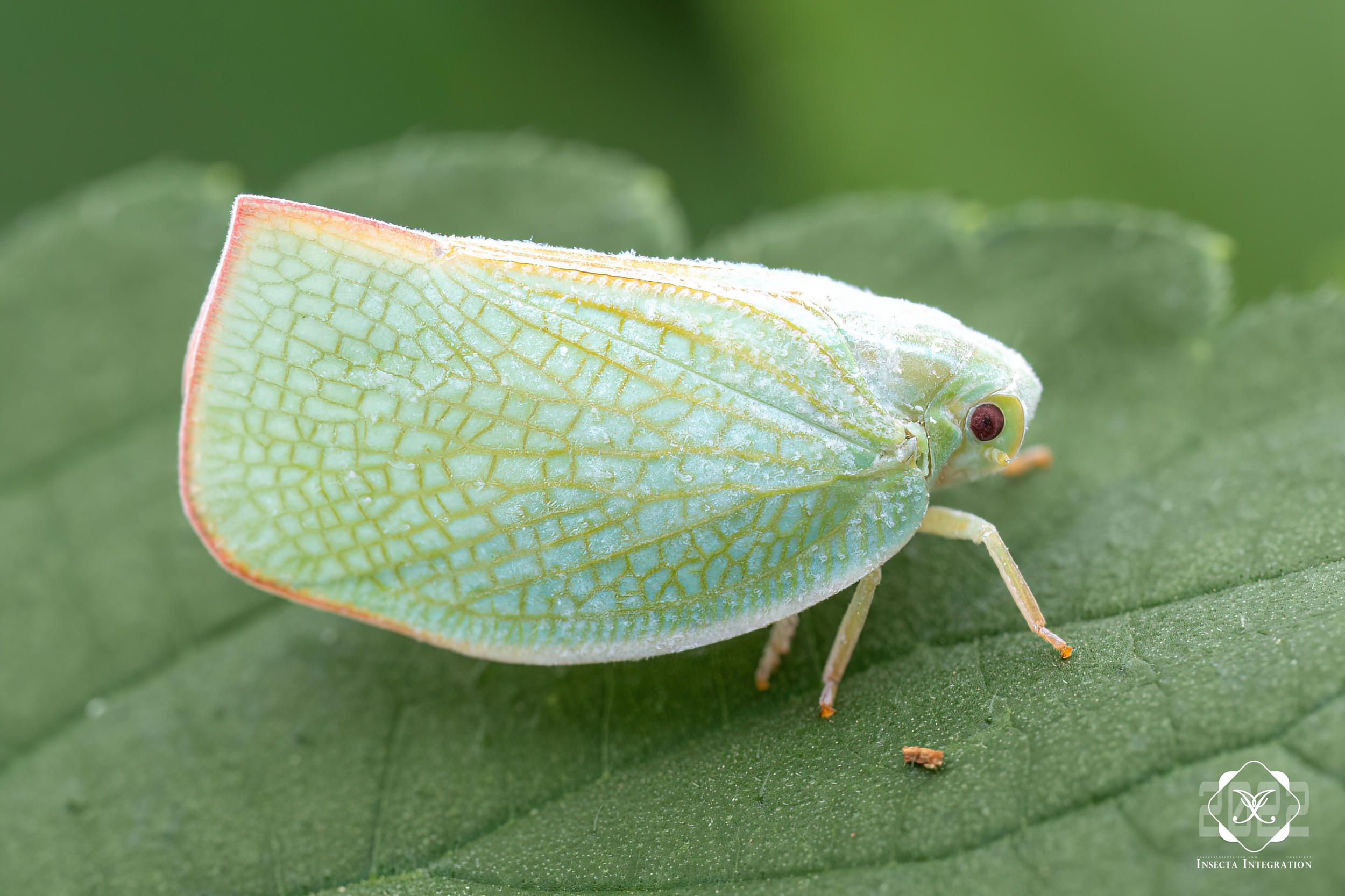 碧蛾蜡蝉 Geisha distinctissima – IISDW