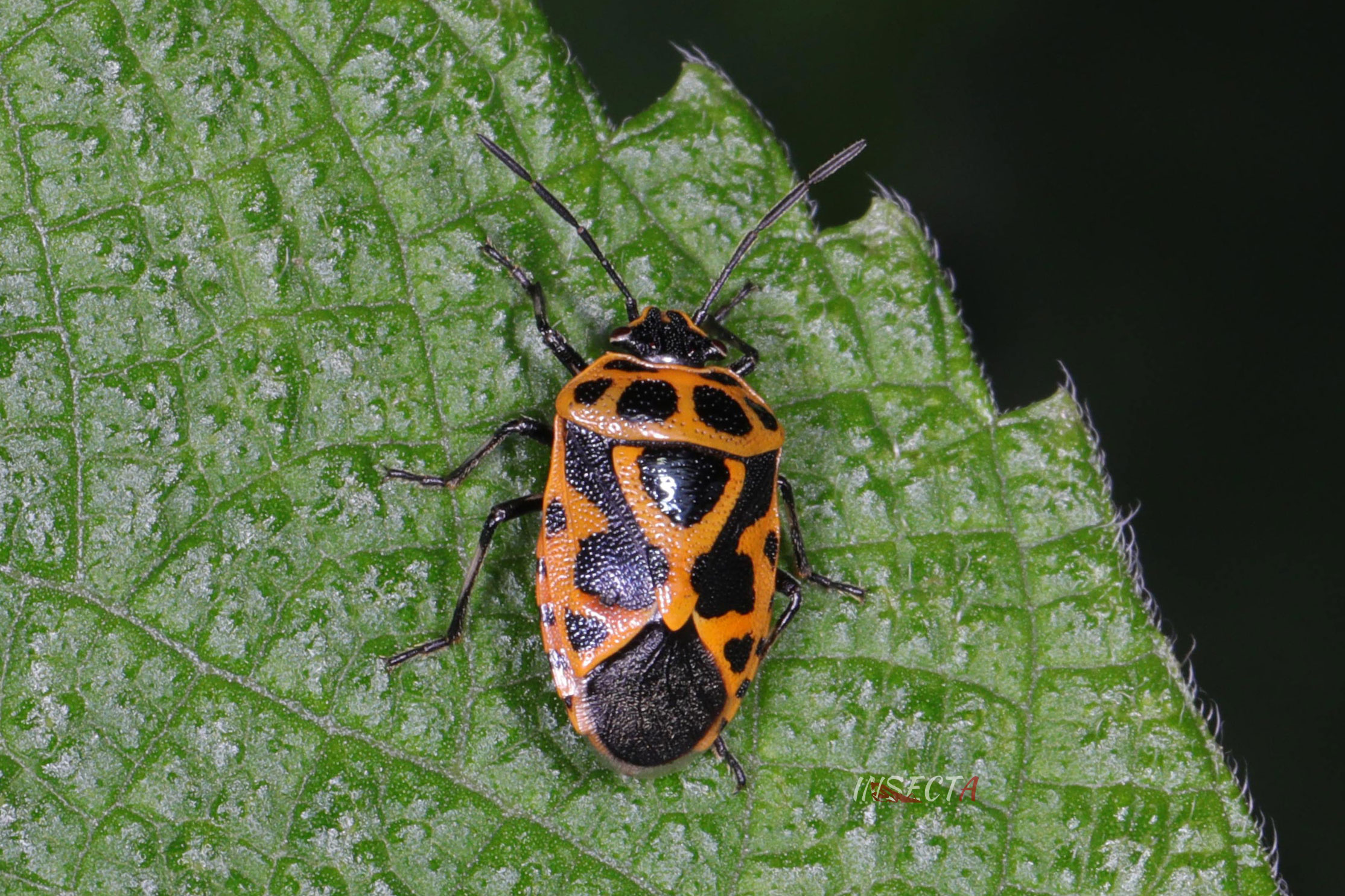 菜蝽 Eurydema dominulus – IISDW