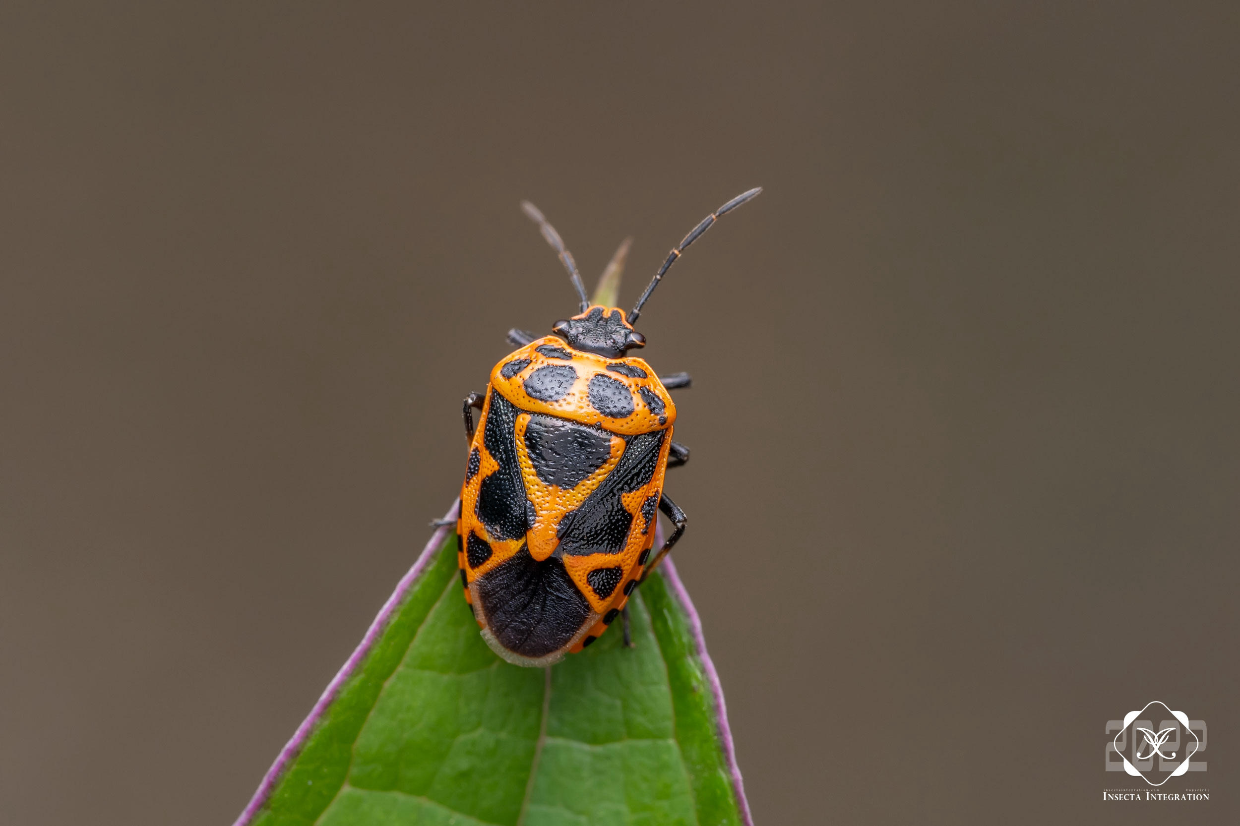 菜蝽 Eurydema dominulus – IISDW