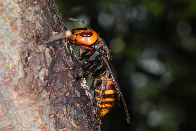 胡蜂科 Vespidae – IISDW