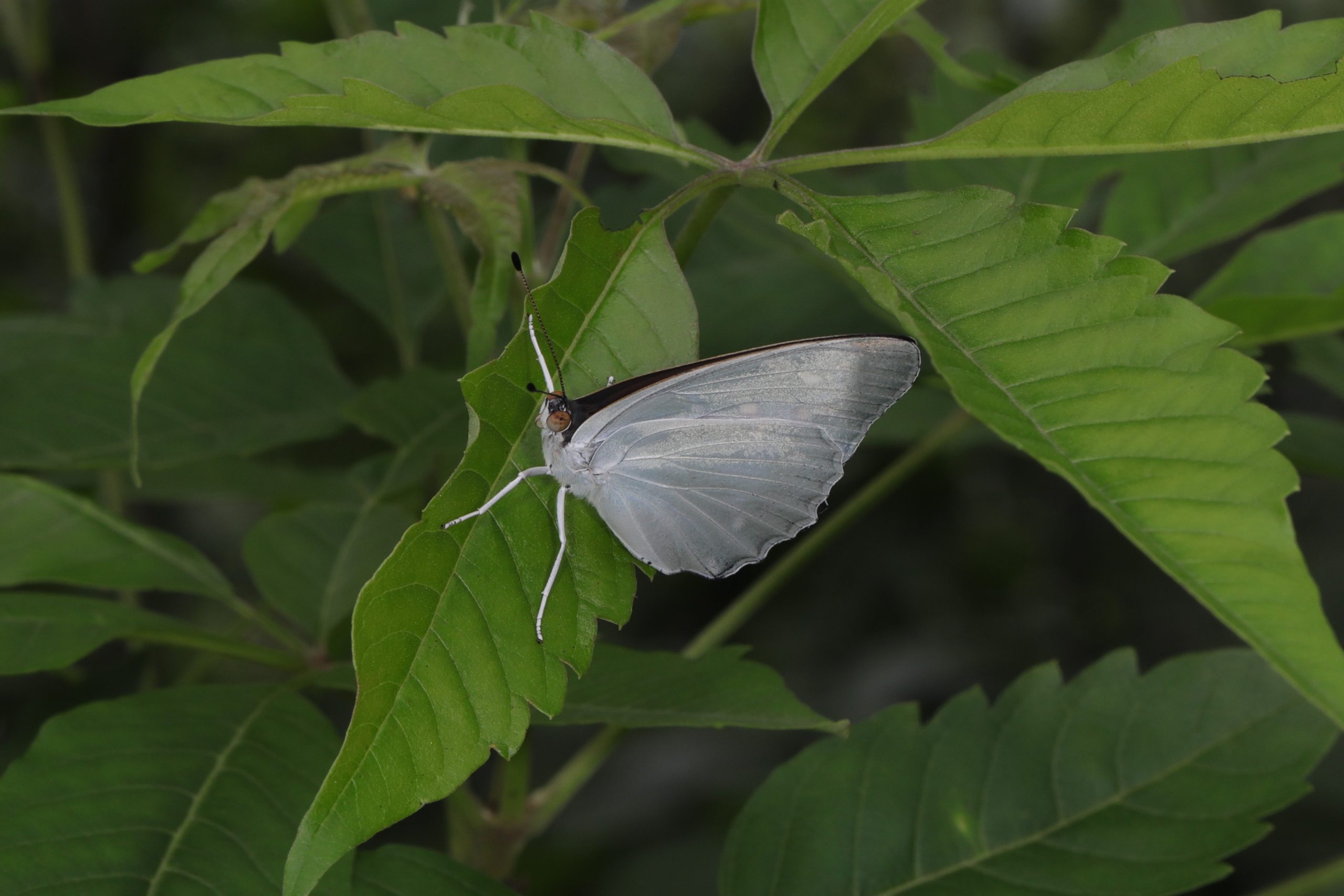 银白蛱蝶 Helcyra subalba – IISDW