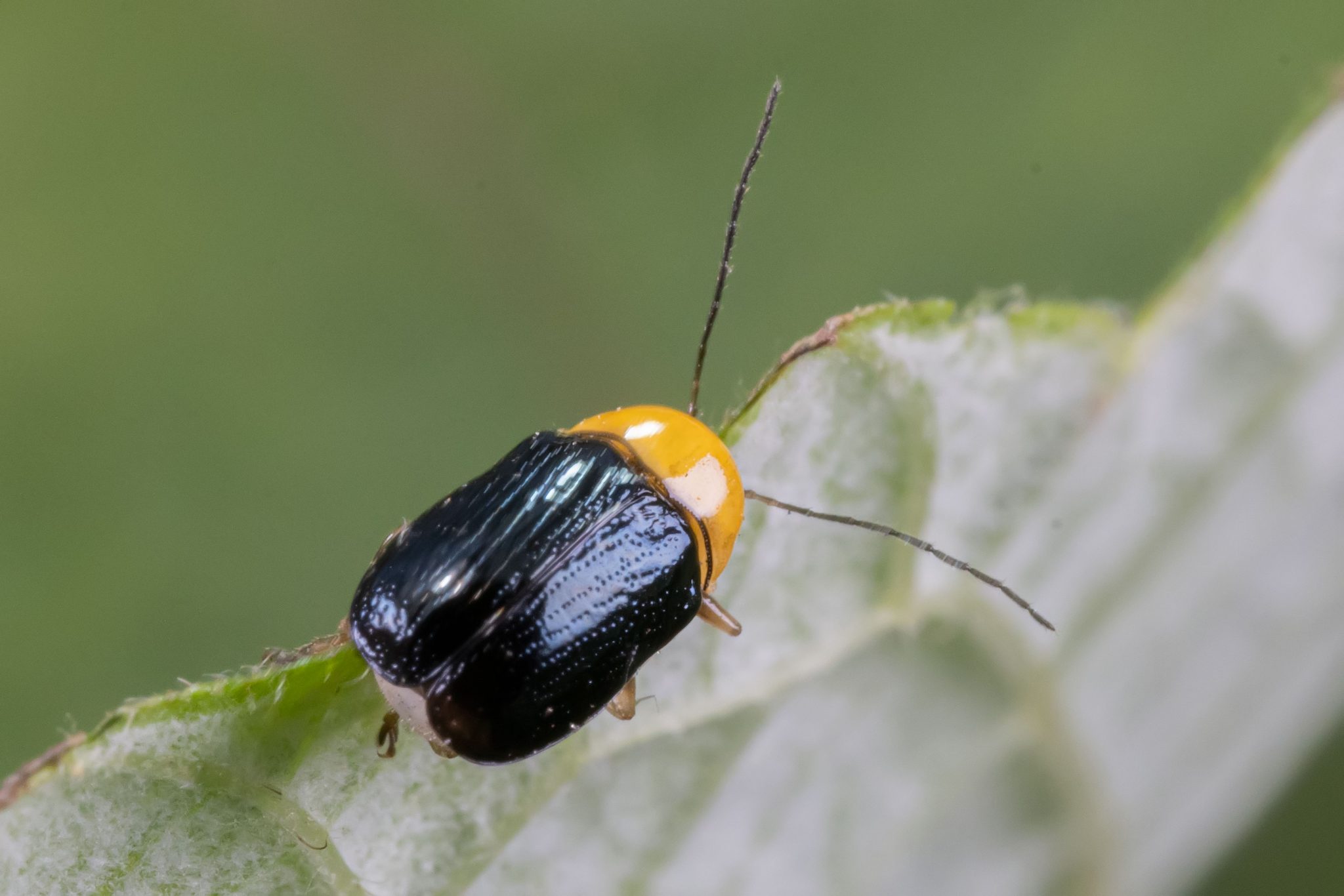 隐头叶甲属 Cryptocephalus – IISDW