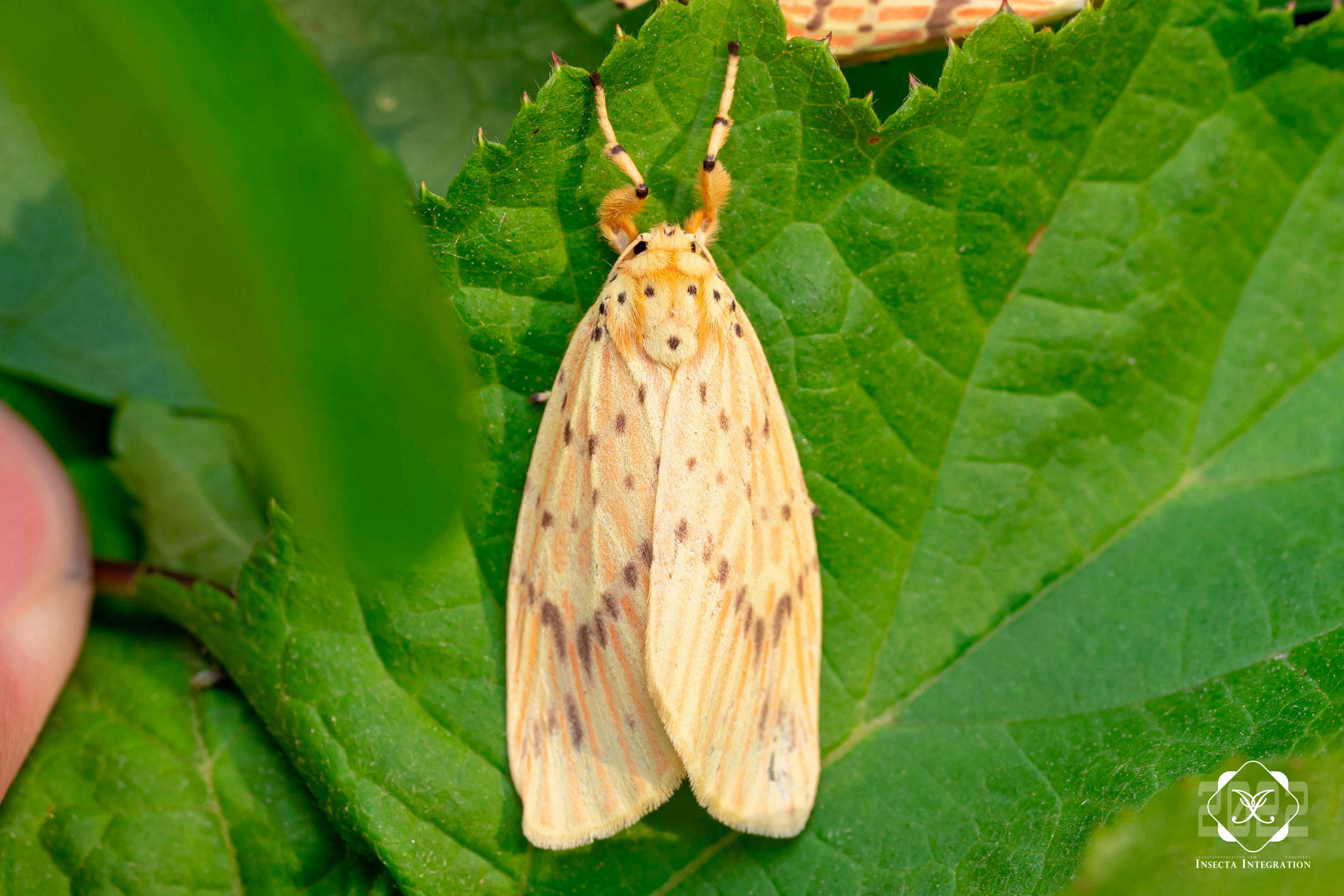 优美葩苔蛾 Barsine striata – IISDW
