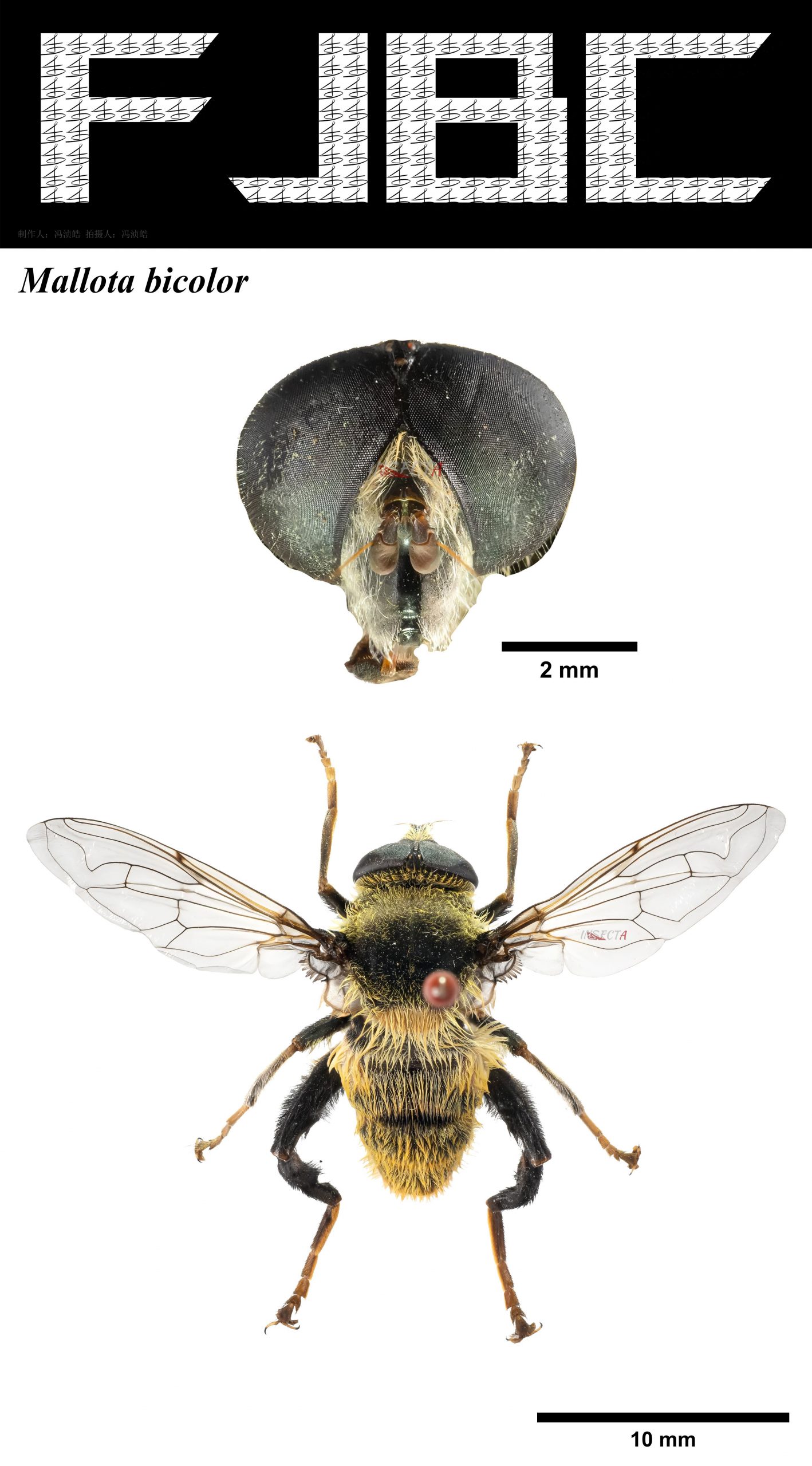 双色毛管蚜蝇 Mallota bicolor – IISDW