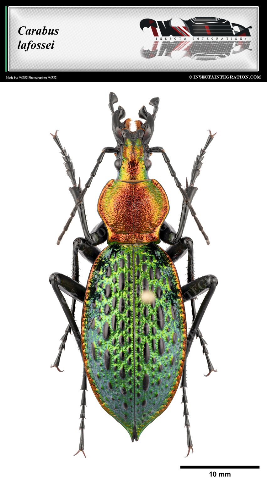 拉步甲 Carabus lafossei – IISDW