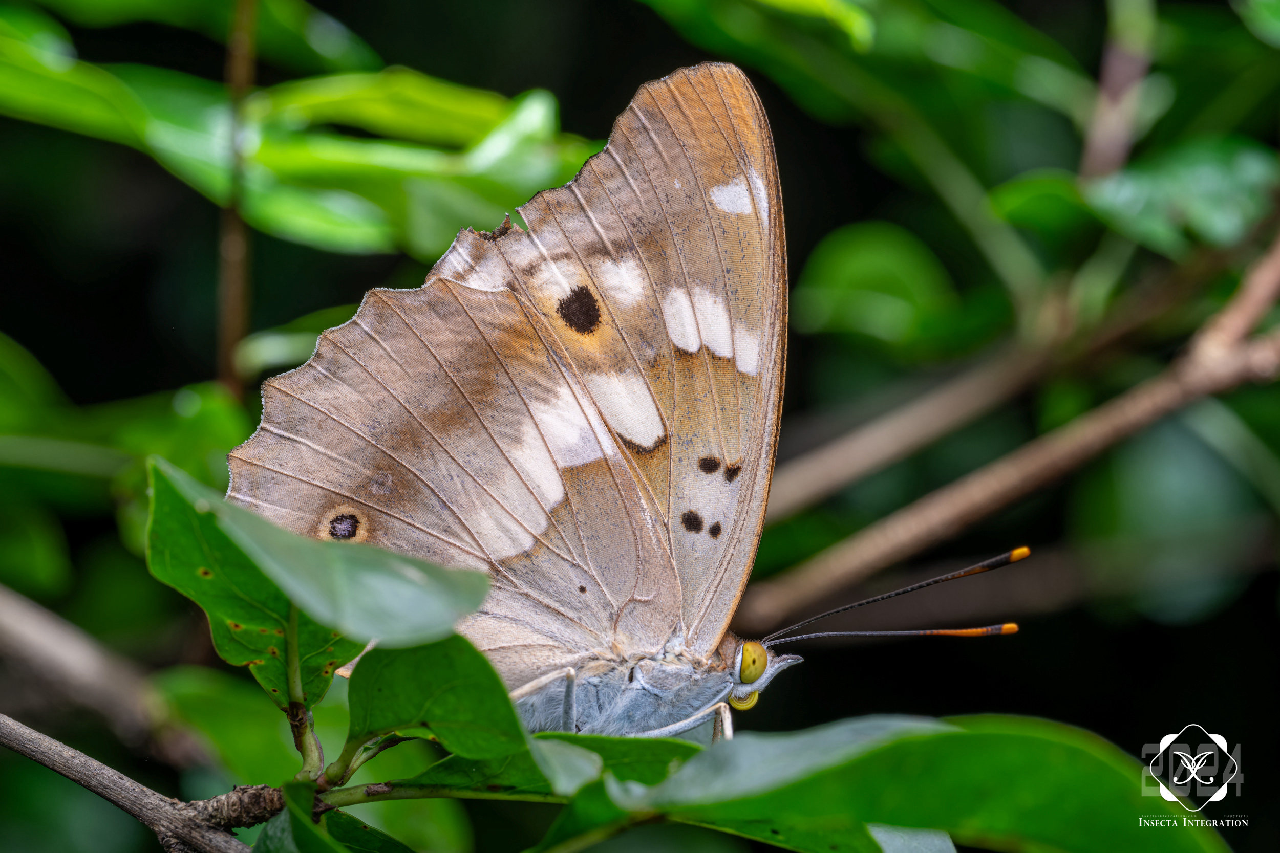 闪蛱蝶属 Apatura – IISDW