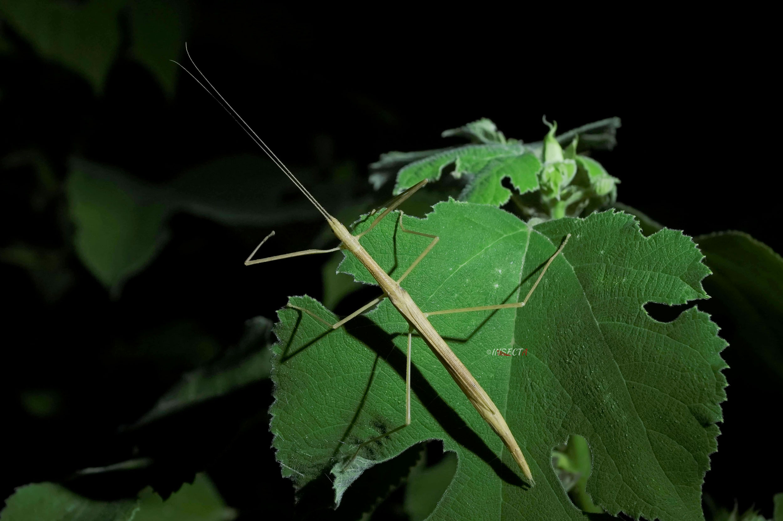 昆虫纲分目指引 IISDW Taxonomy Tree – IISDW