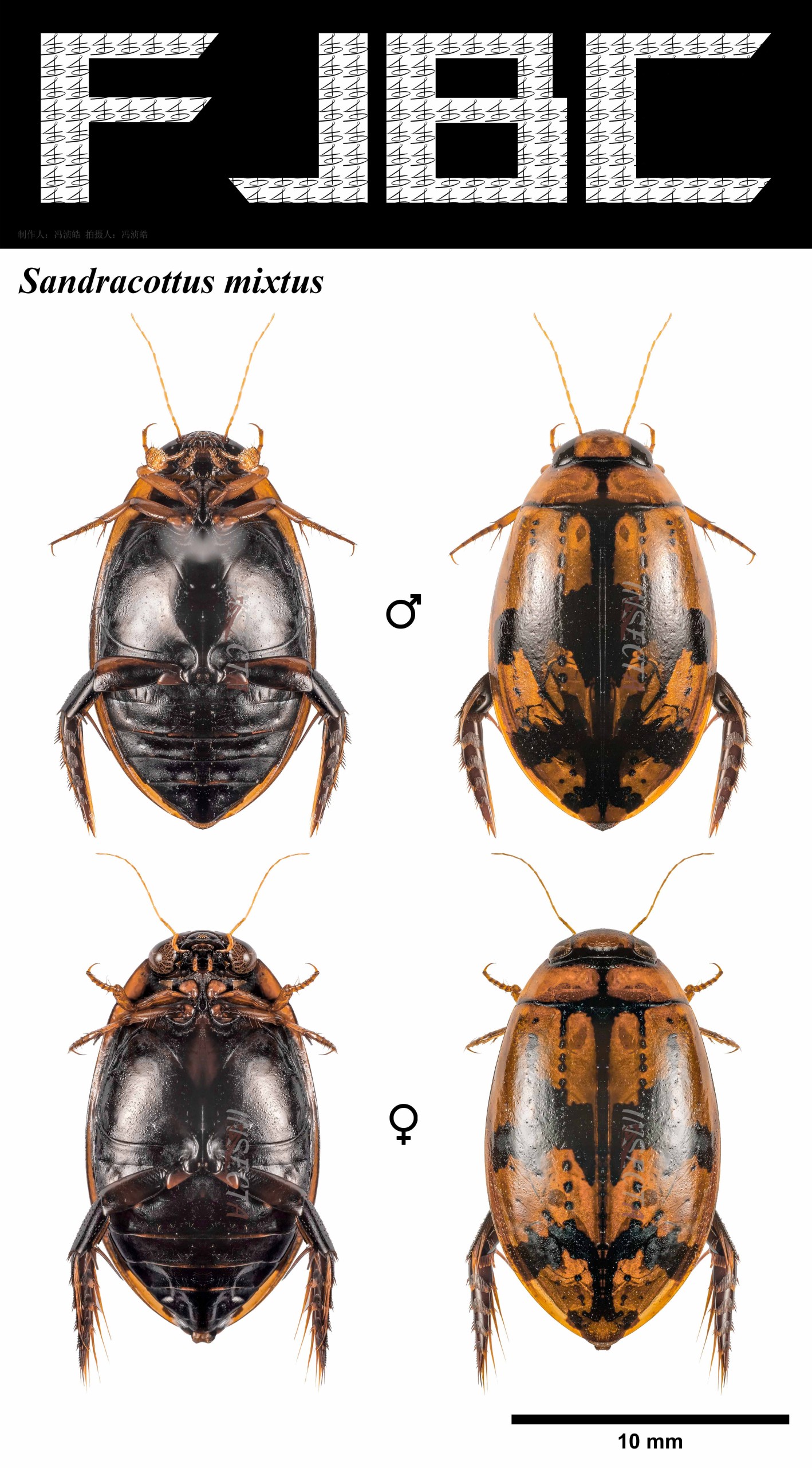 宽弧龙虱属 Sandracottus – IISDW