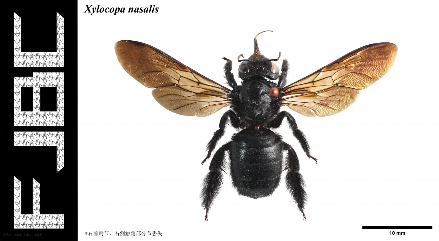 木蜂属 Xylocopa – IISDW
