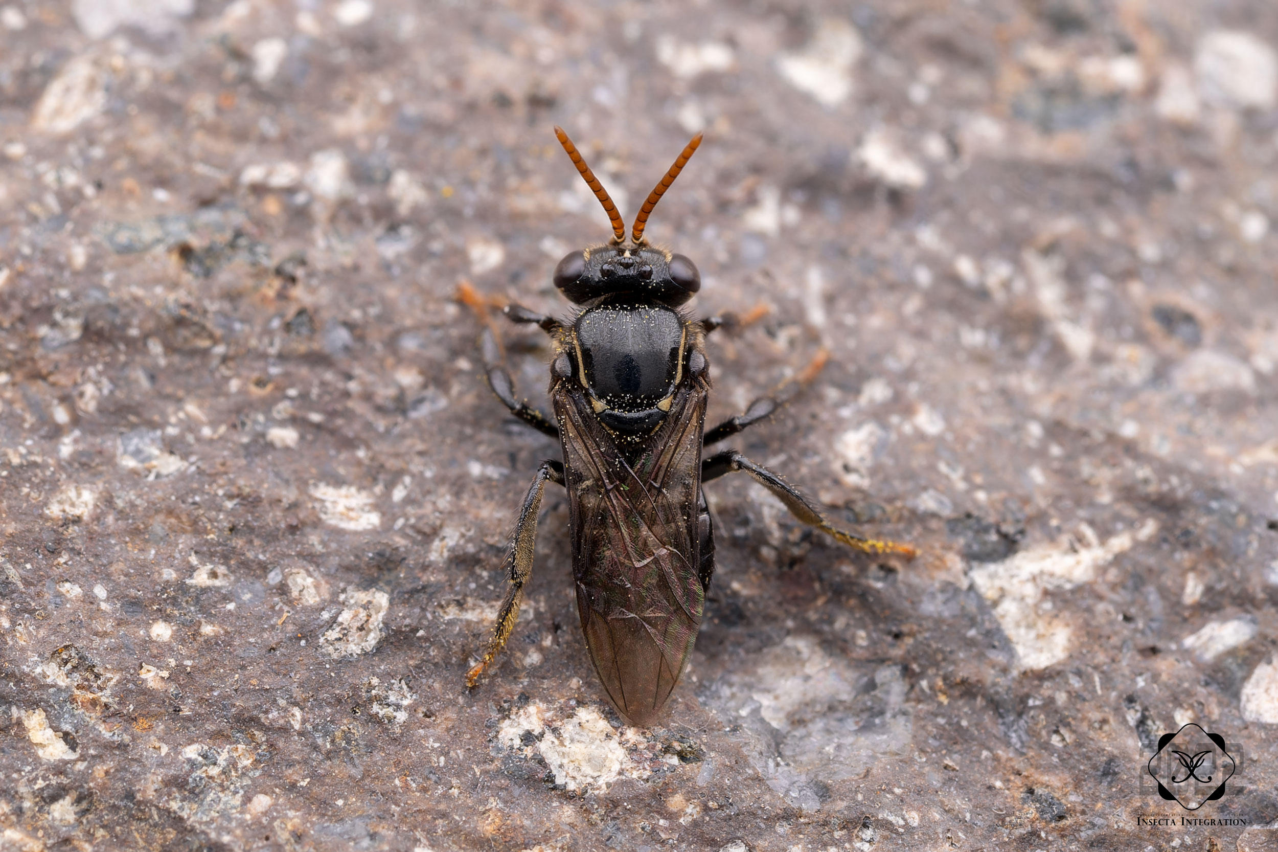 黑新无刺蜂 Partamona grandipennis – IISDW