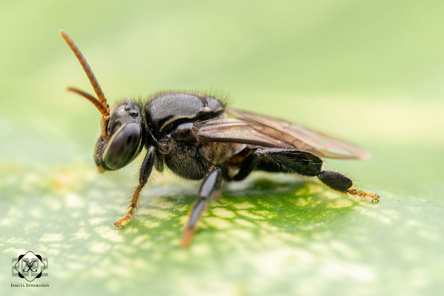 新无刺蜂属 Partamona – IISDW