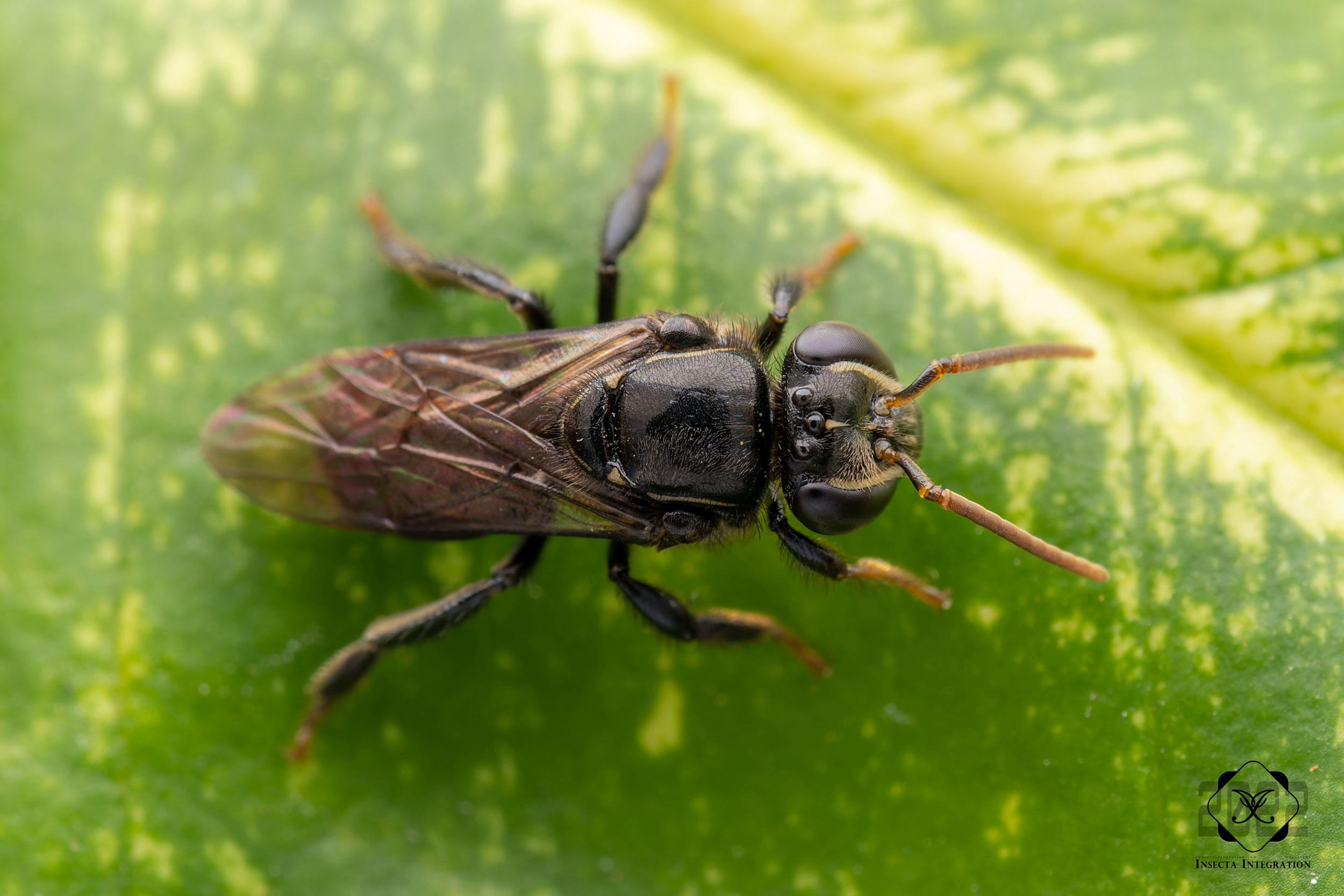 黑新无刺蜂 Partamona grandipennis – IISDW