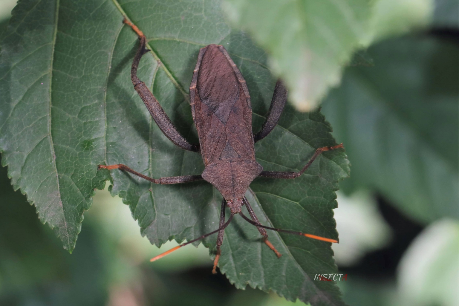 侎缘蝽属 Mictis – IISDW