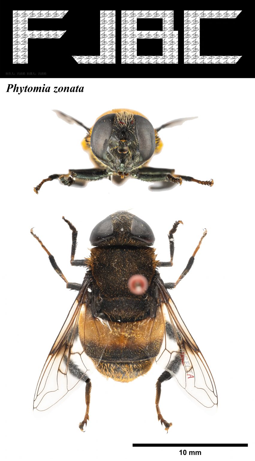 羽芒宽盾蚜蝇 Phytomia zonata – IISDW