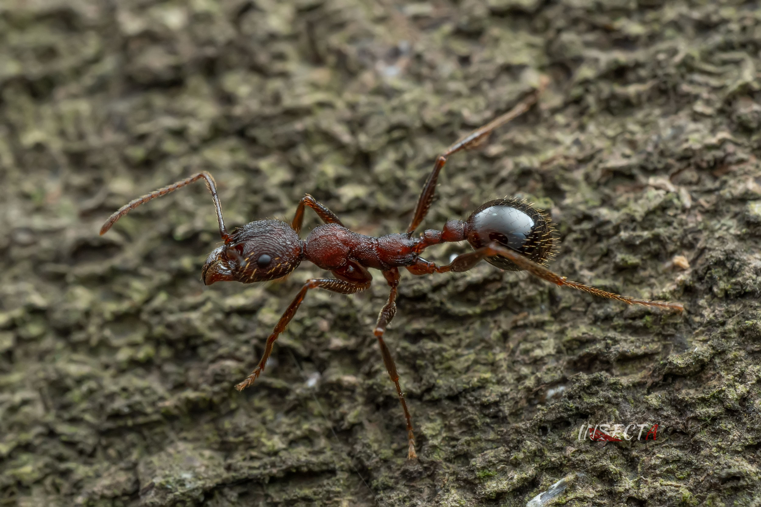 大吉盘腹蚁 Aphaenogaster geei – IISDW
