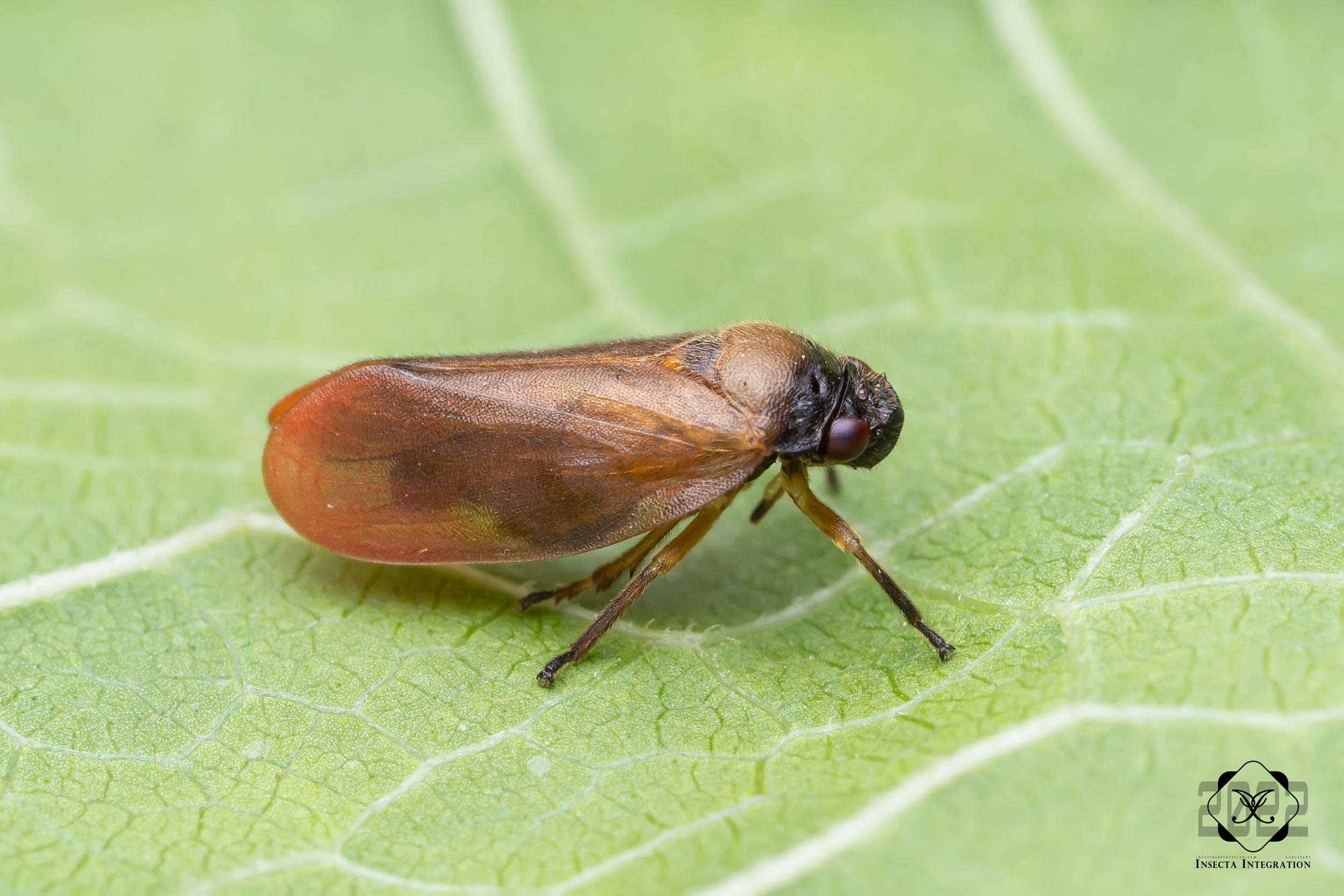 沫蝉科 Cercopidae – IISDW