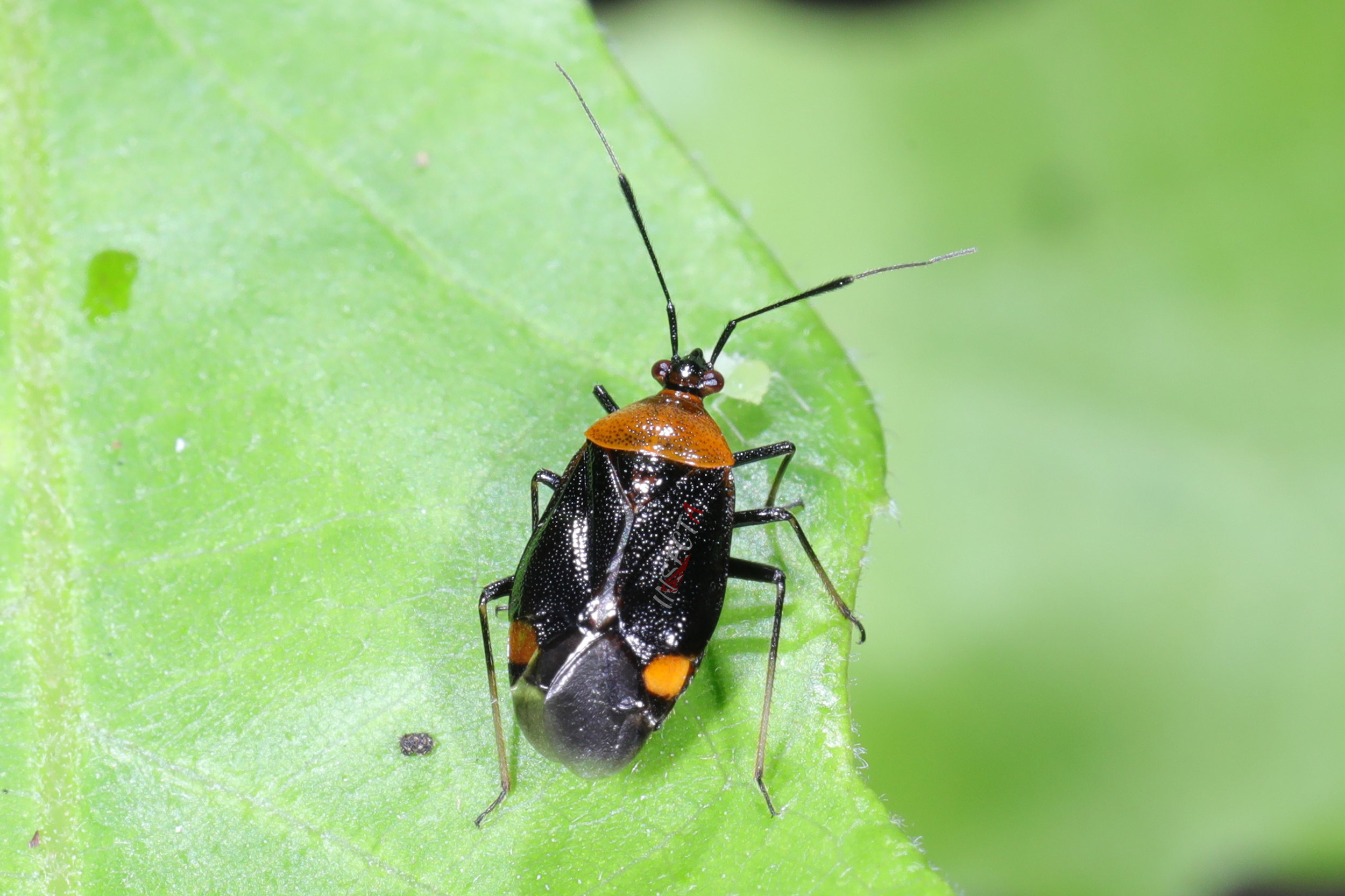 斑楔齿爪盲蝽 Deraeocoris ater – IISDW