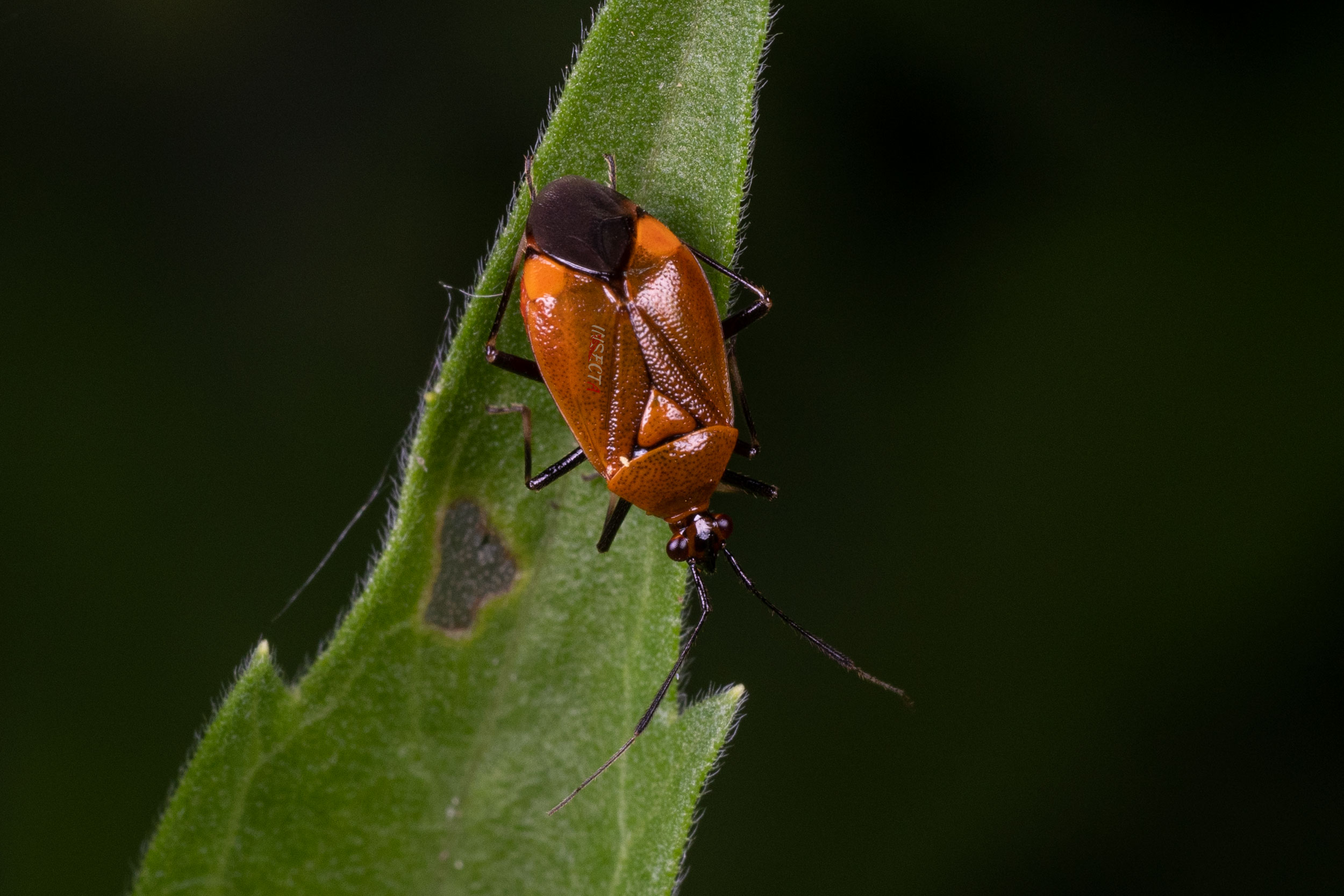 斑楔齿爪盲蝽 Deraeocoris ater – IISDW