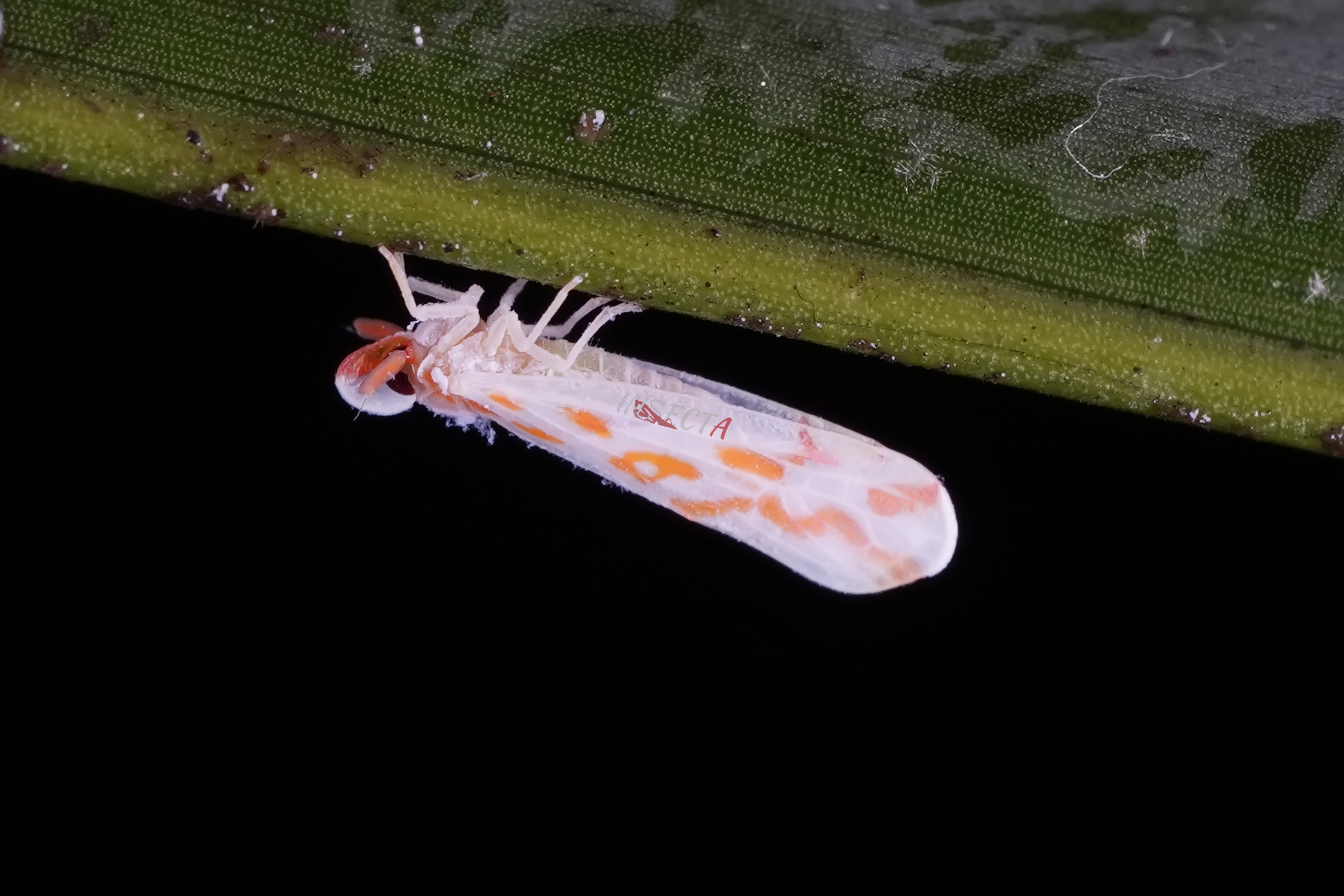 曲纹娆袖蜡蝉 Robigus flexuosus – IISDW