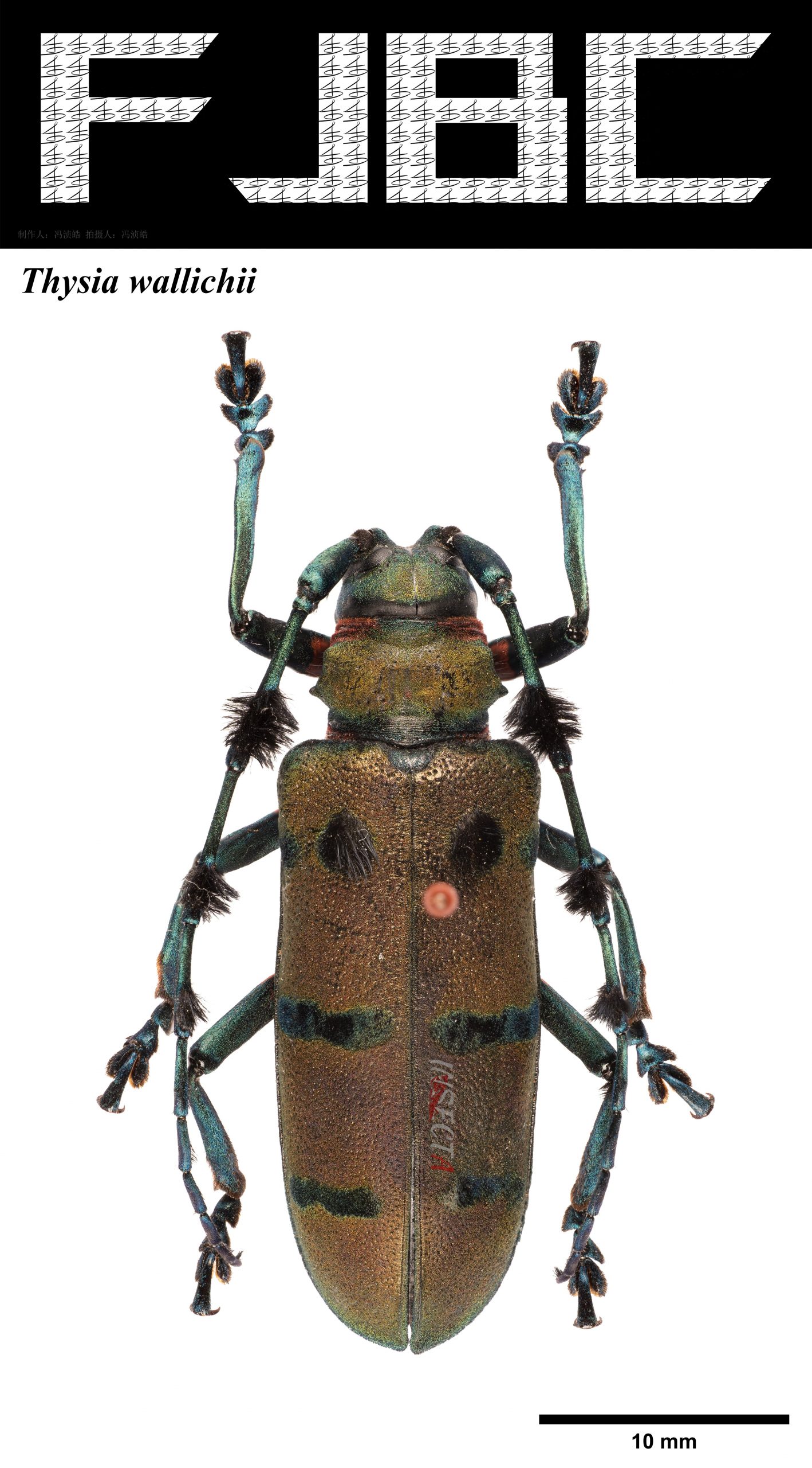 天牛科 Cerambycidae – IISDW