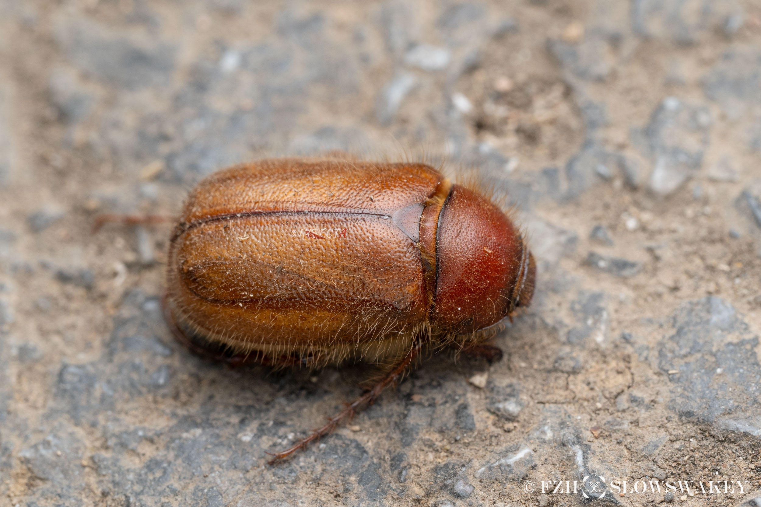 毛黄脊鳃金龟 Miridiba trichophora – IISDW