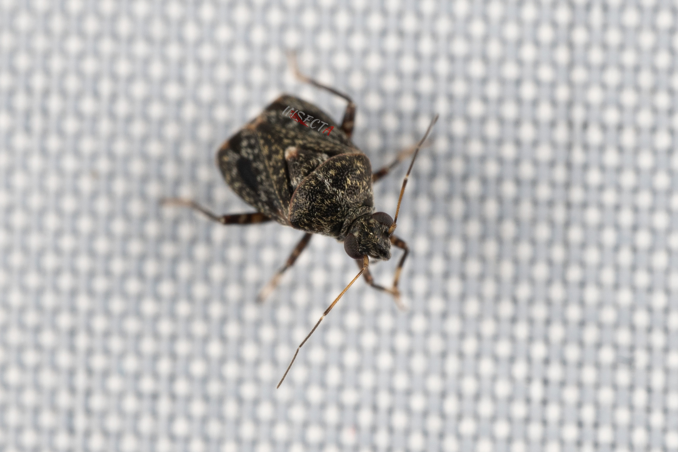 狭领纹唇盲蝽 Charagochilus angusticollis – IISDW