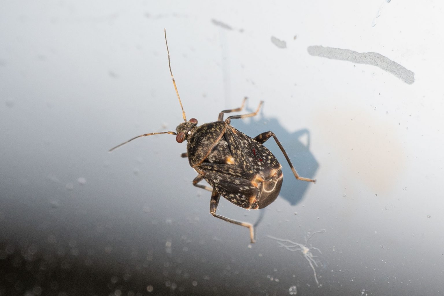 盲蝽科 Miridae – IISDW
