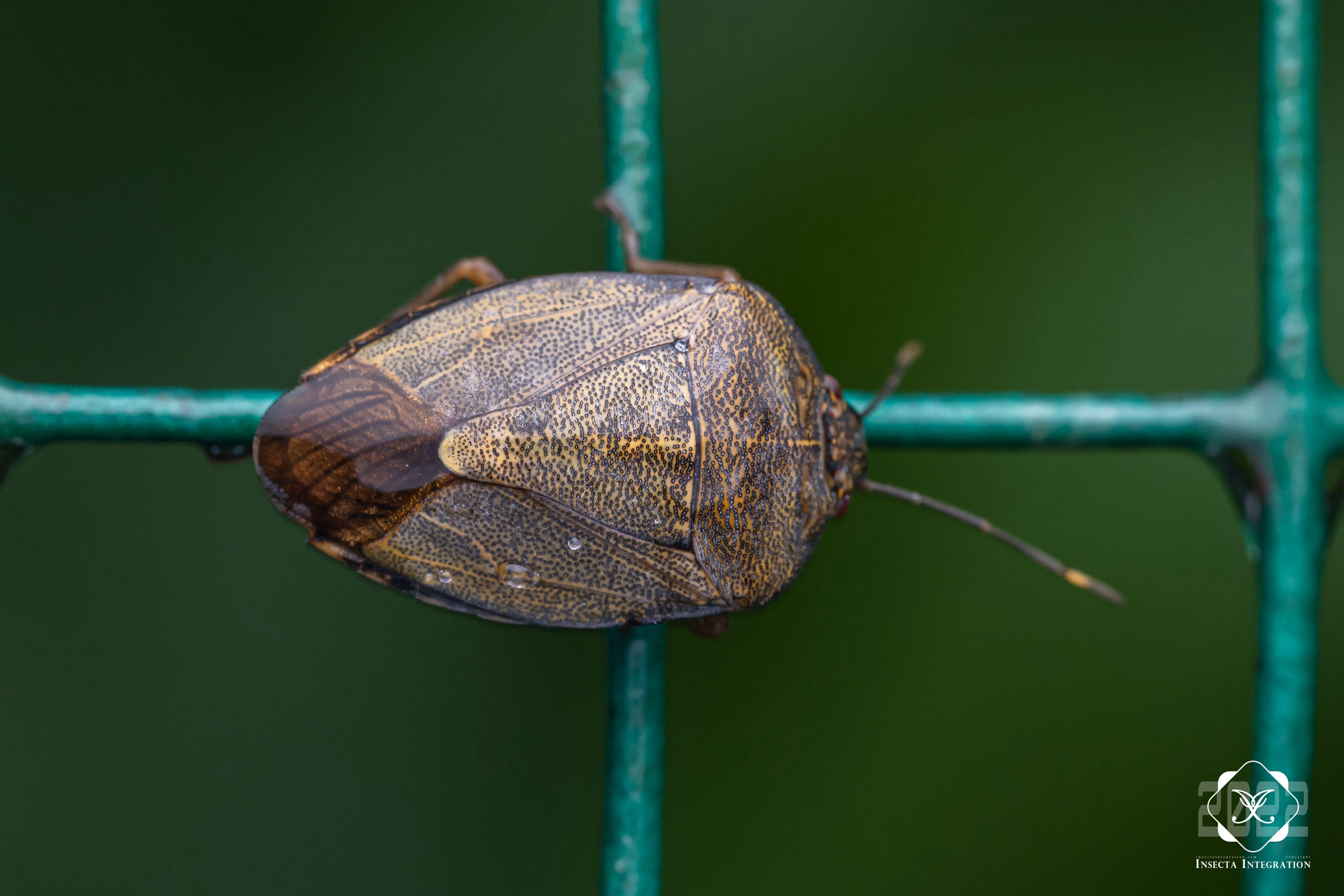 竹卵圆蝽 Hippotiscus dorsalis – IISDW