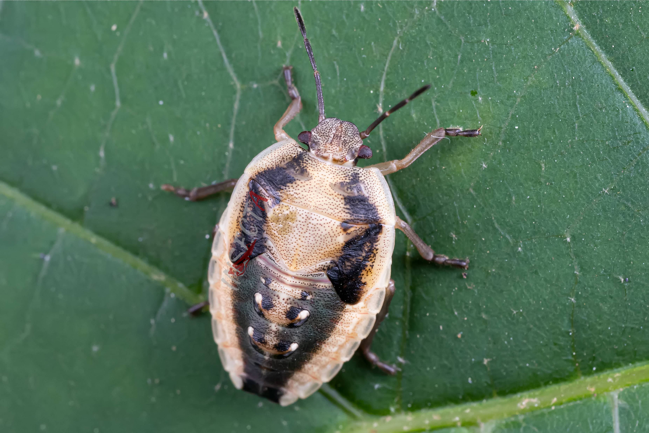 竹卵圆蝽 Hippotiscus dorsalis – IISDW