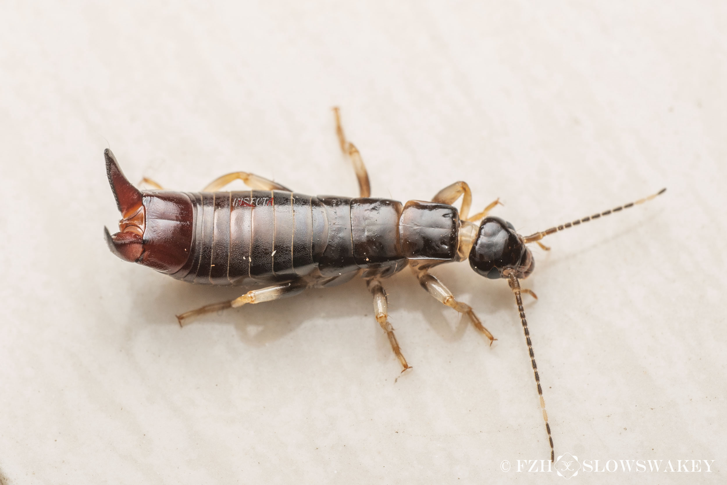 肥螋 Anisolabis maritima – IISDW