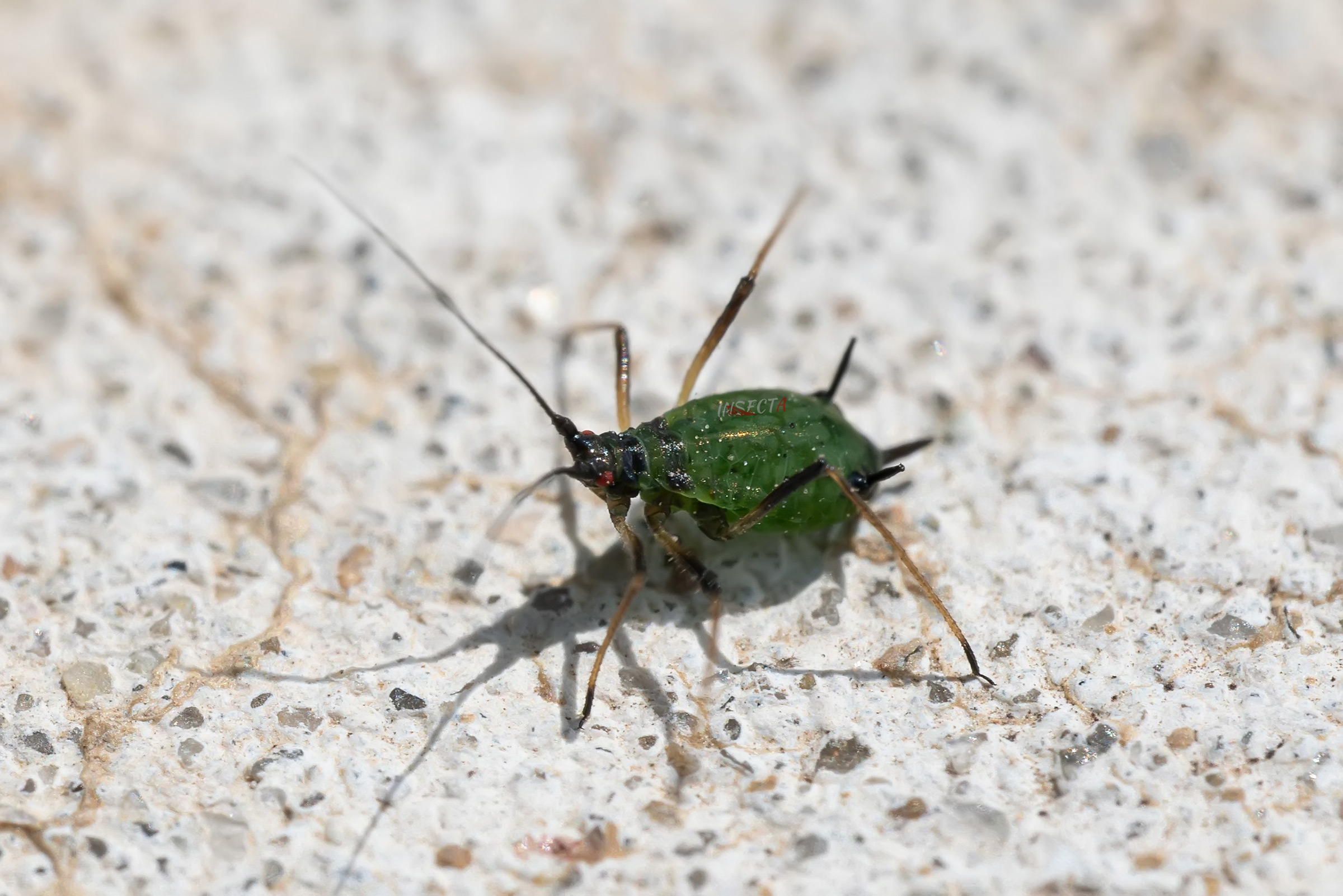 豌豆修尾蚜 Megoura crassicauda – IISDW