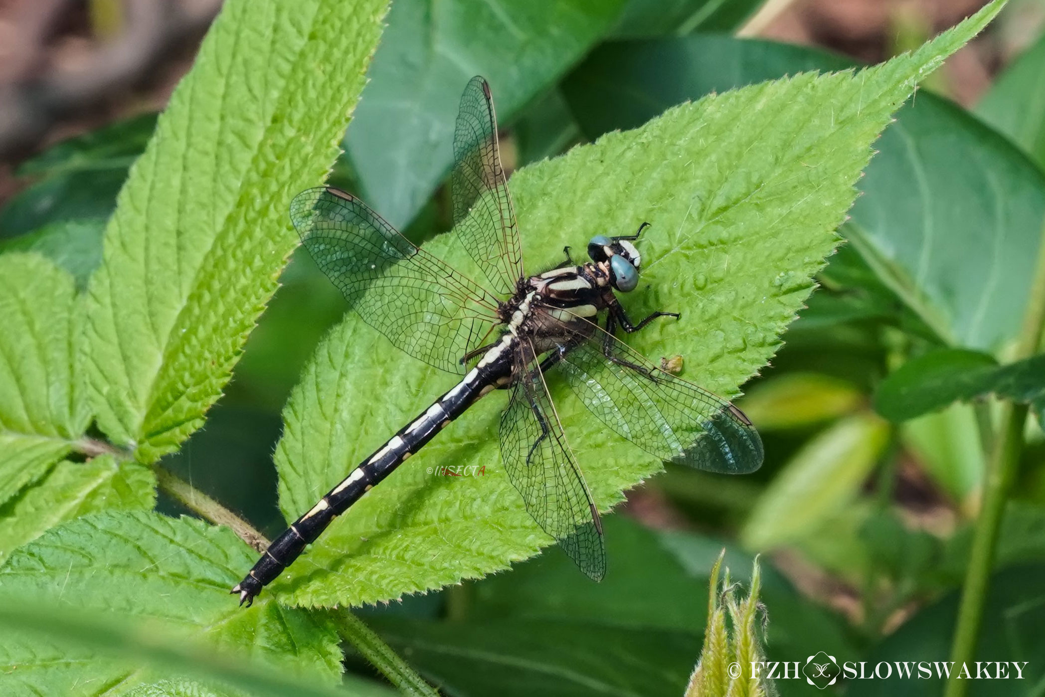 野居棘尾春蜓 Trigomphus agricola – IISDW