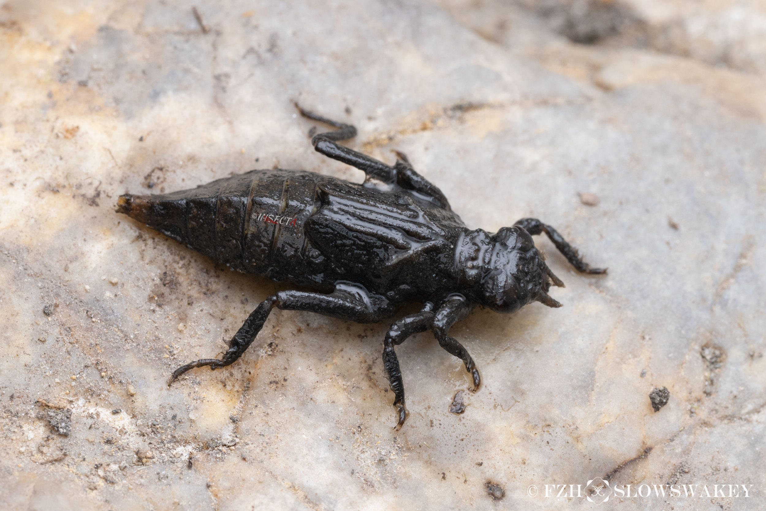 野居棘尾春蜓 Trigomphus agricola – IISDW