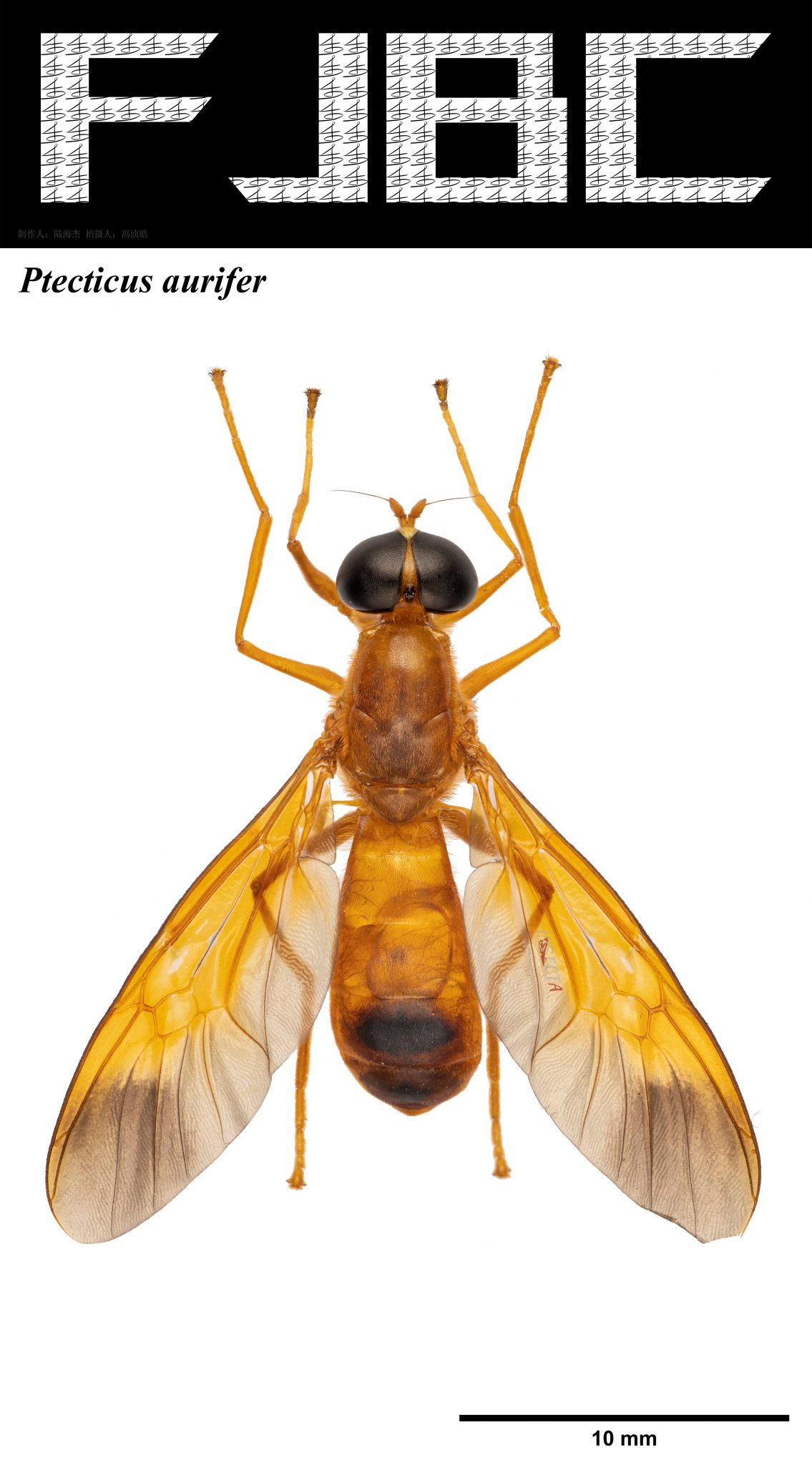 金黄指突水虻 Ptecticus aurifer – IISDW