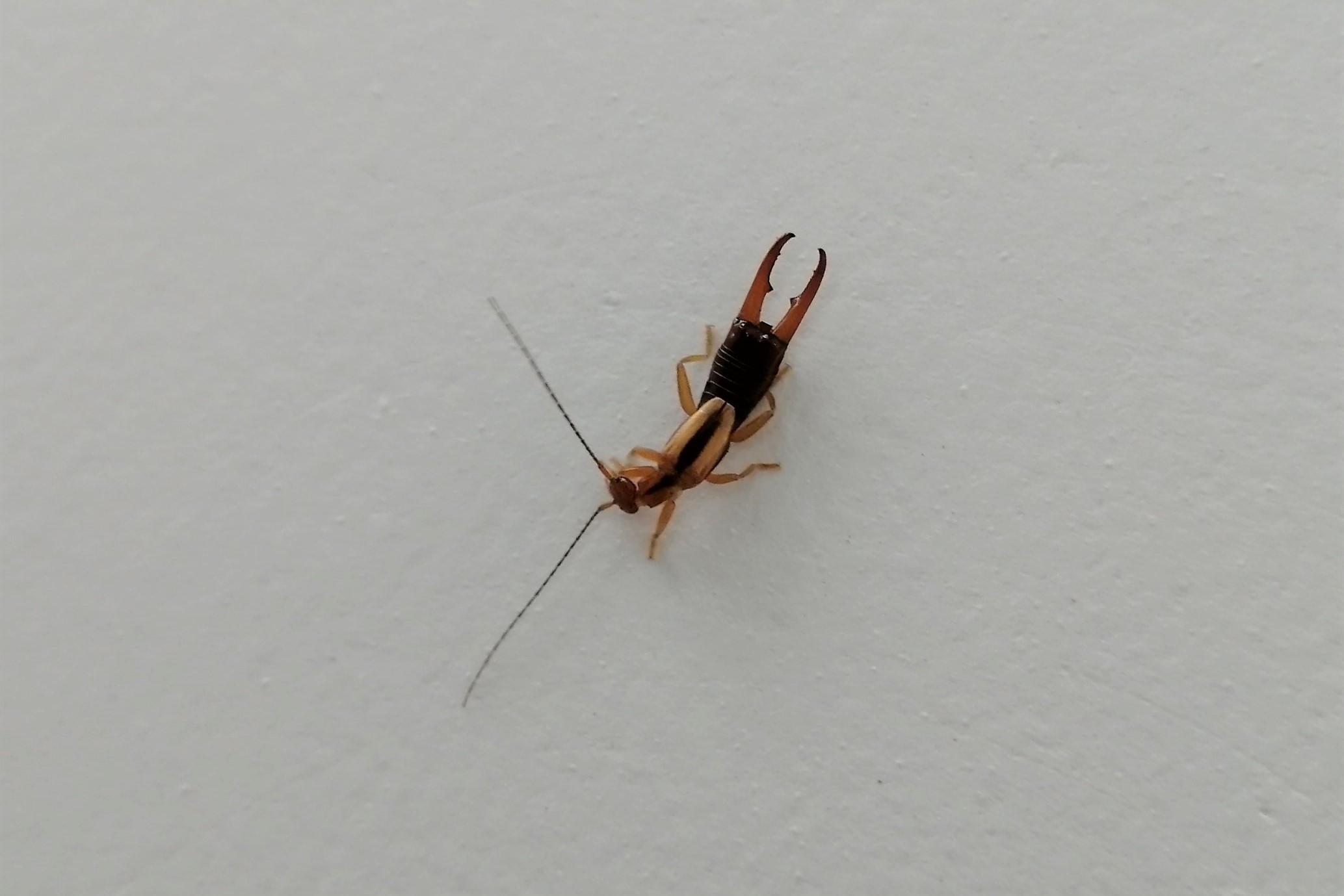 首垫跗螋 Proreus simulans – IISDW