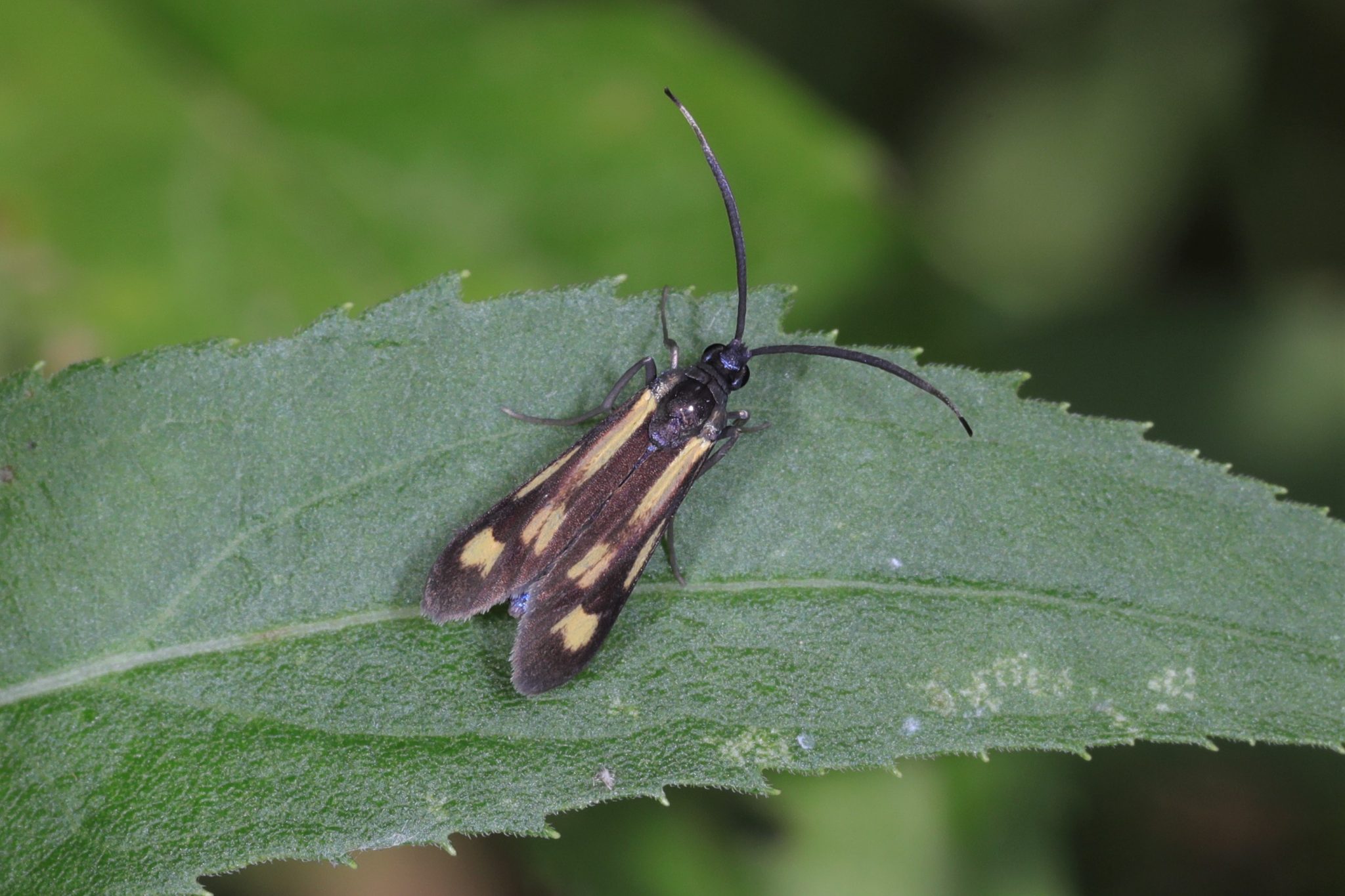 竹斑蛾属 Balataea – IISDW