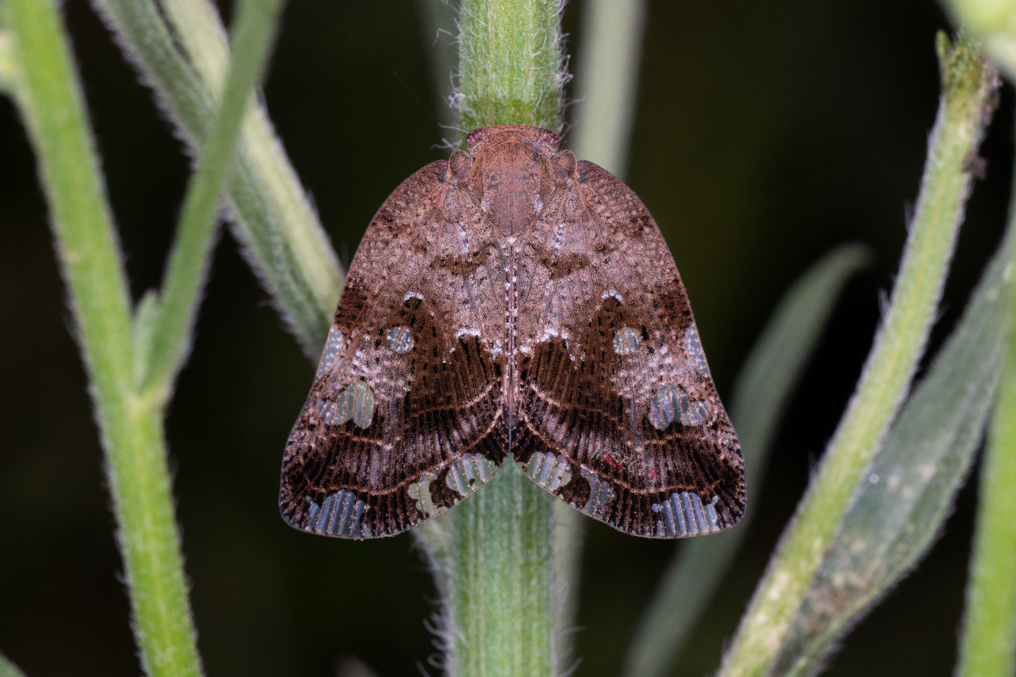 广翅蜡蝉科 Ricaniidae – IISDW