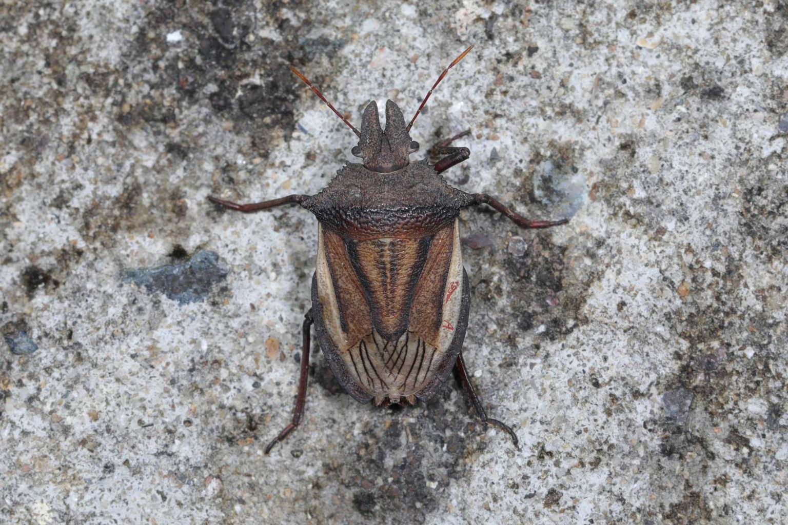 蝽科 Pentatomidae – IISDW