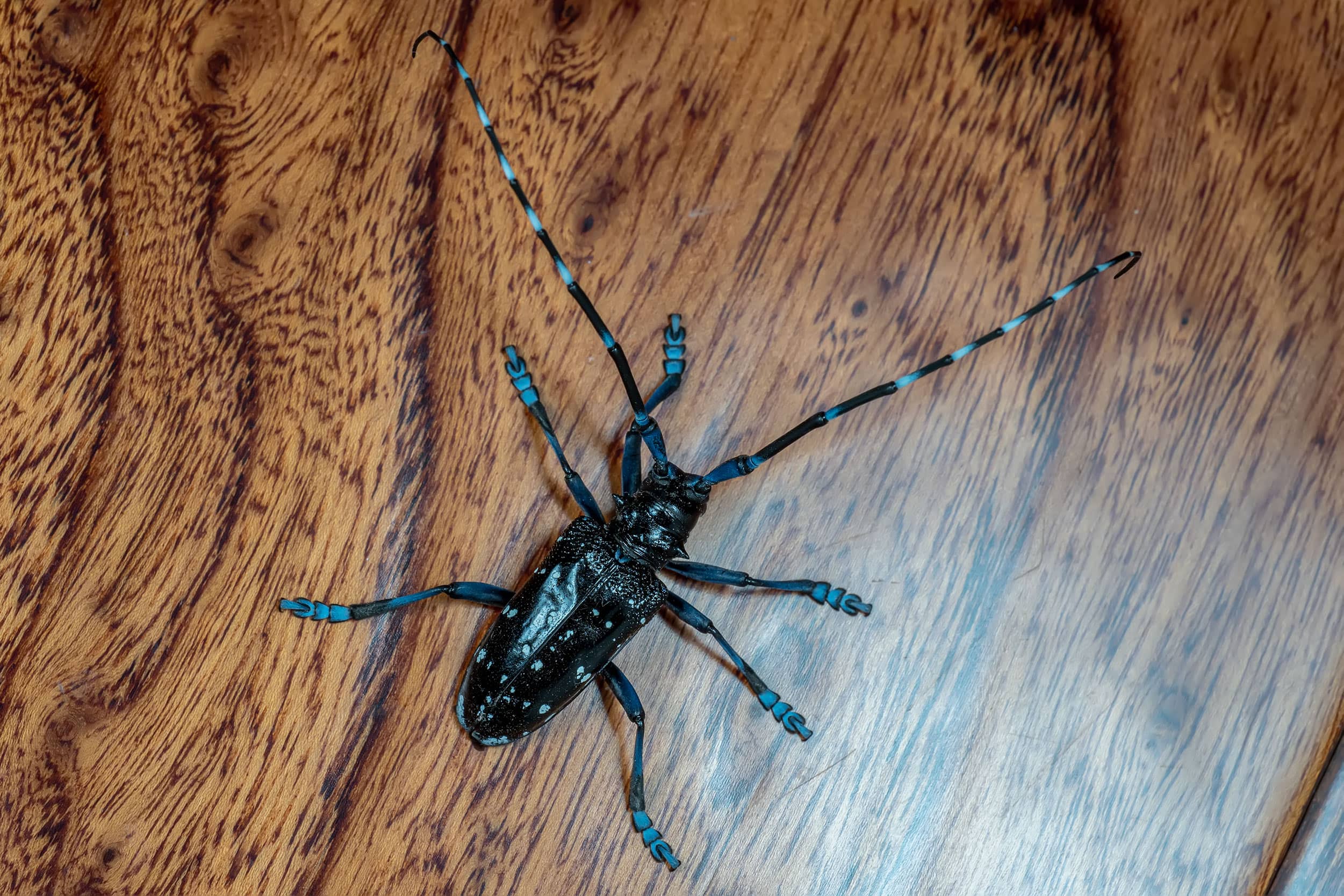 华星天牛 Anoplophora chinensis – IISDW