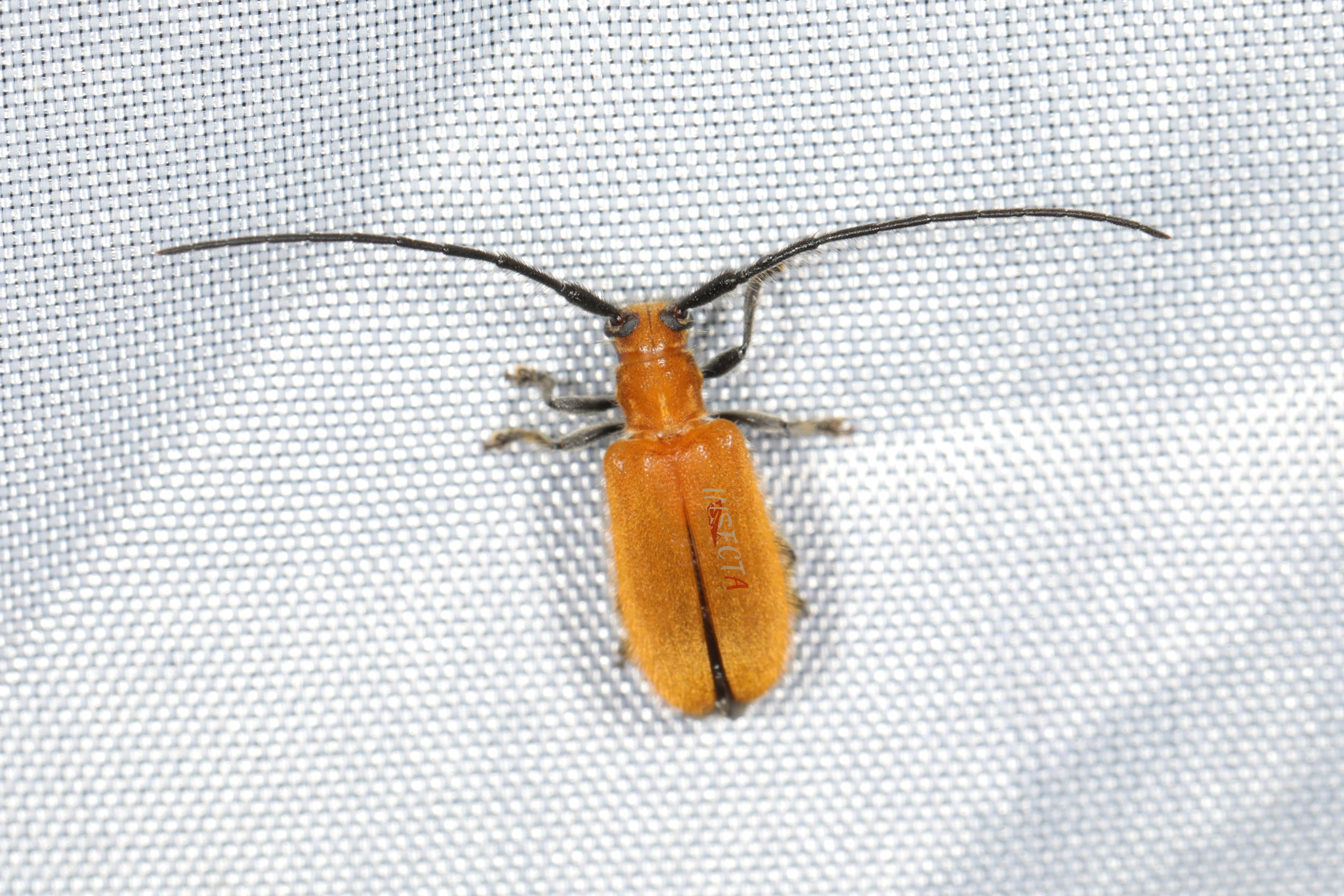 天牛科 Cerambycidae – 积分昆虫学标本照片库